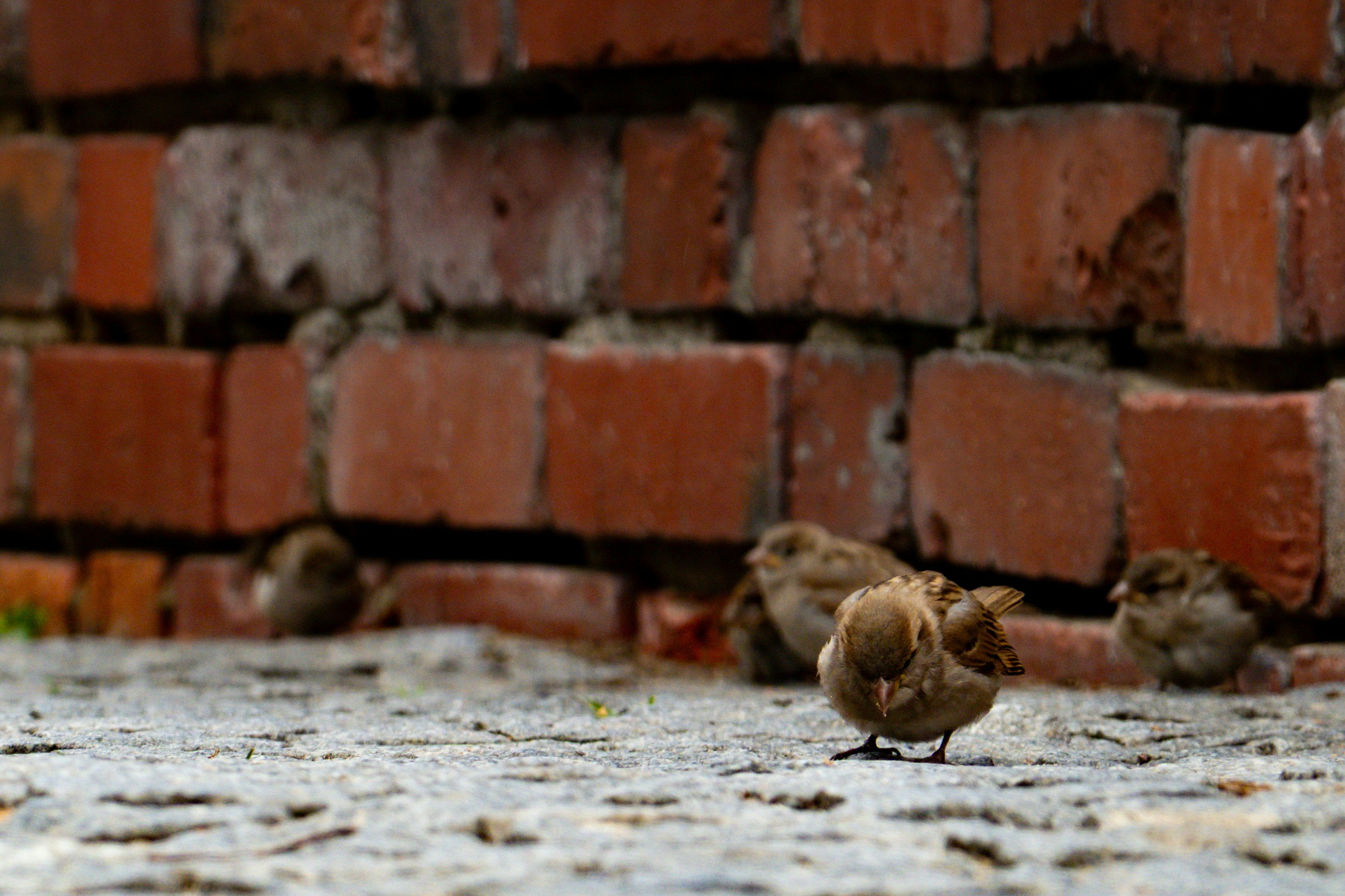 Kernels of Courage: A Trio of Sparrows in the Shadow of a Brick Wall