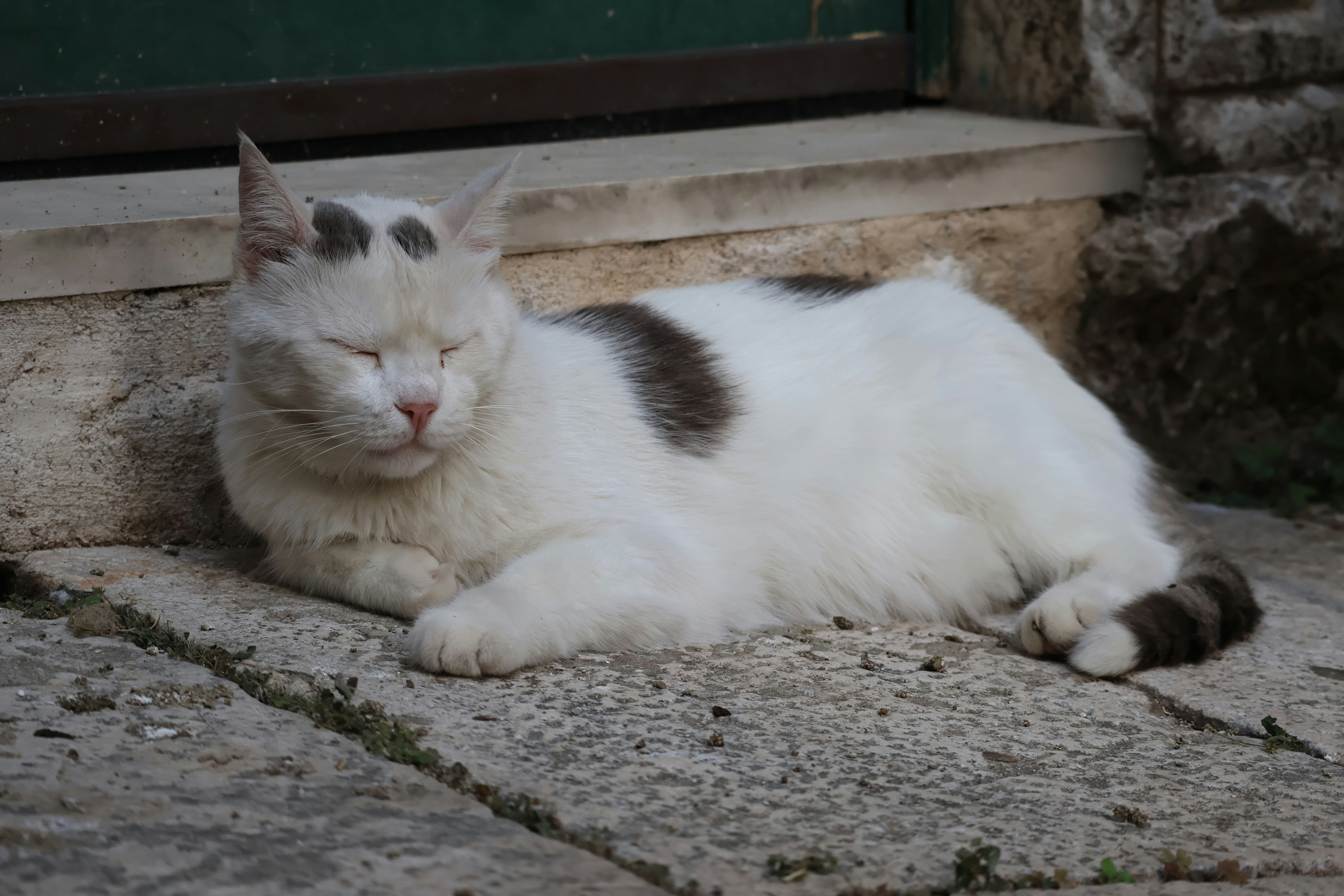 Sunlit Cat at the Threshold: Calm on the Stone Steps