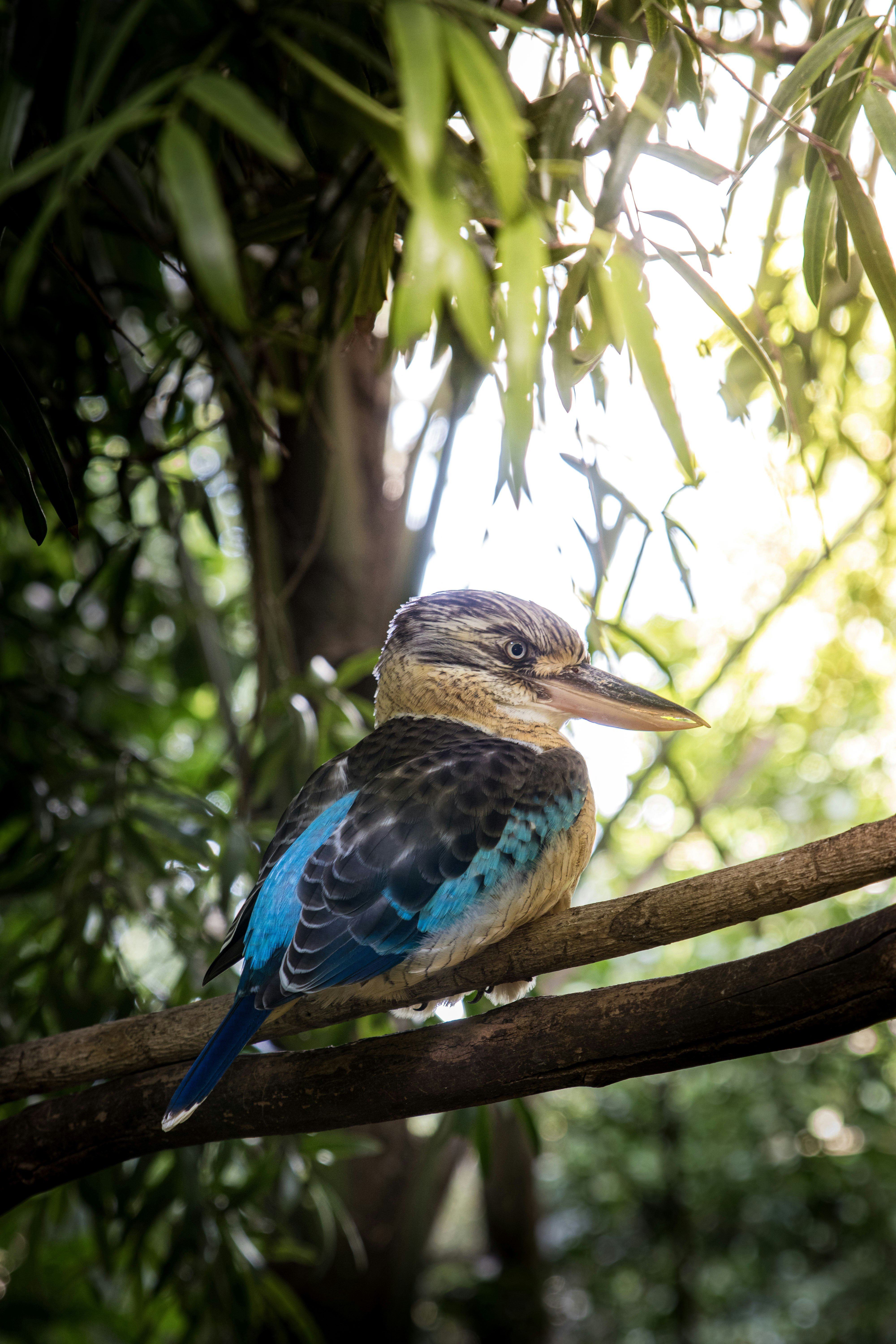 Vivid kingfisher perched on a branch amid green foliage, sunlit background creating a warm bokeh.