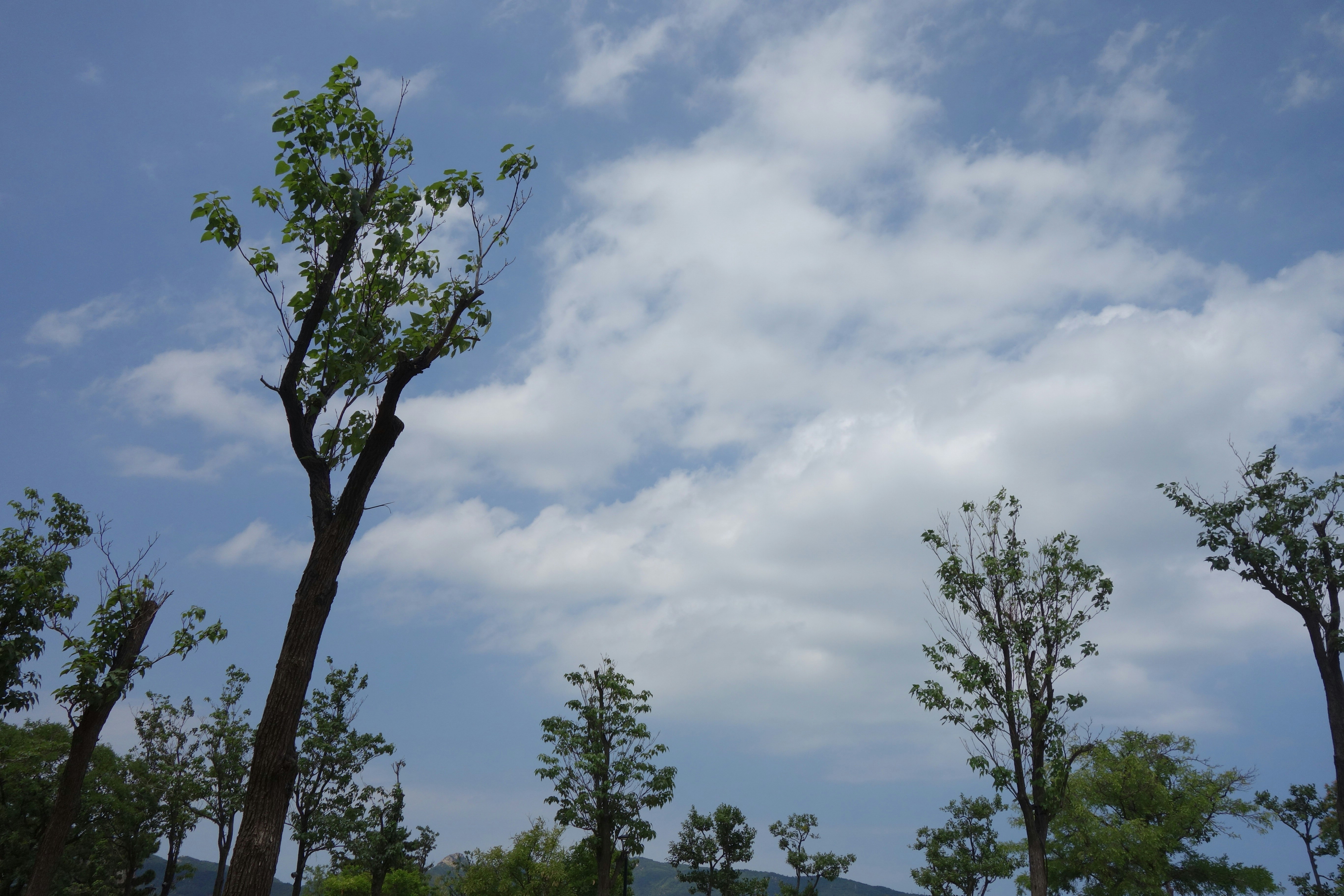 Topmost Oak Silhouette Under a Quiet Blue Sky
