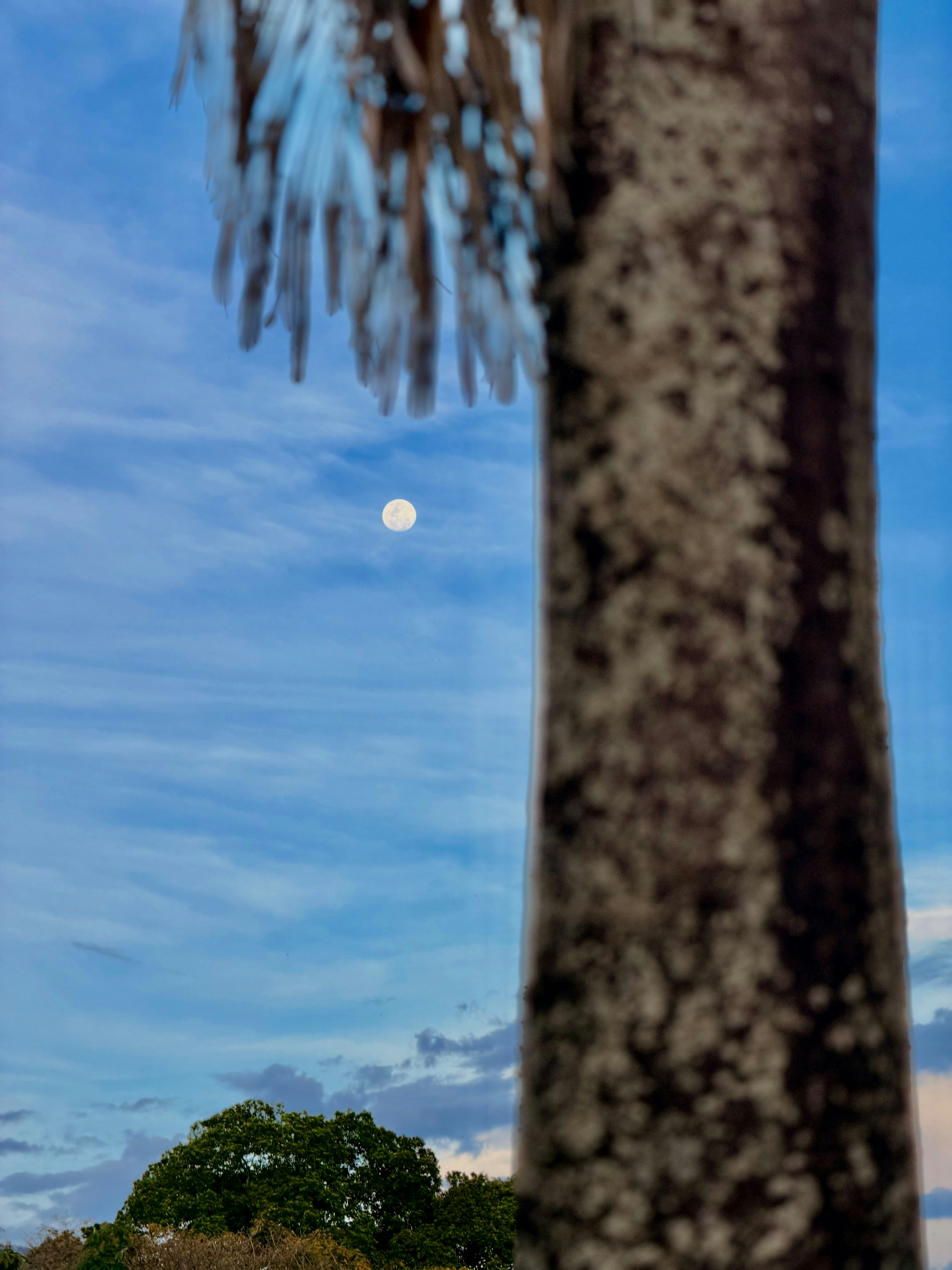 Moonrise Behind a Trunk: A Quiet Sky Between Trees