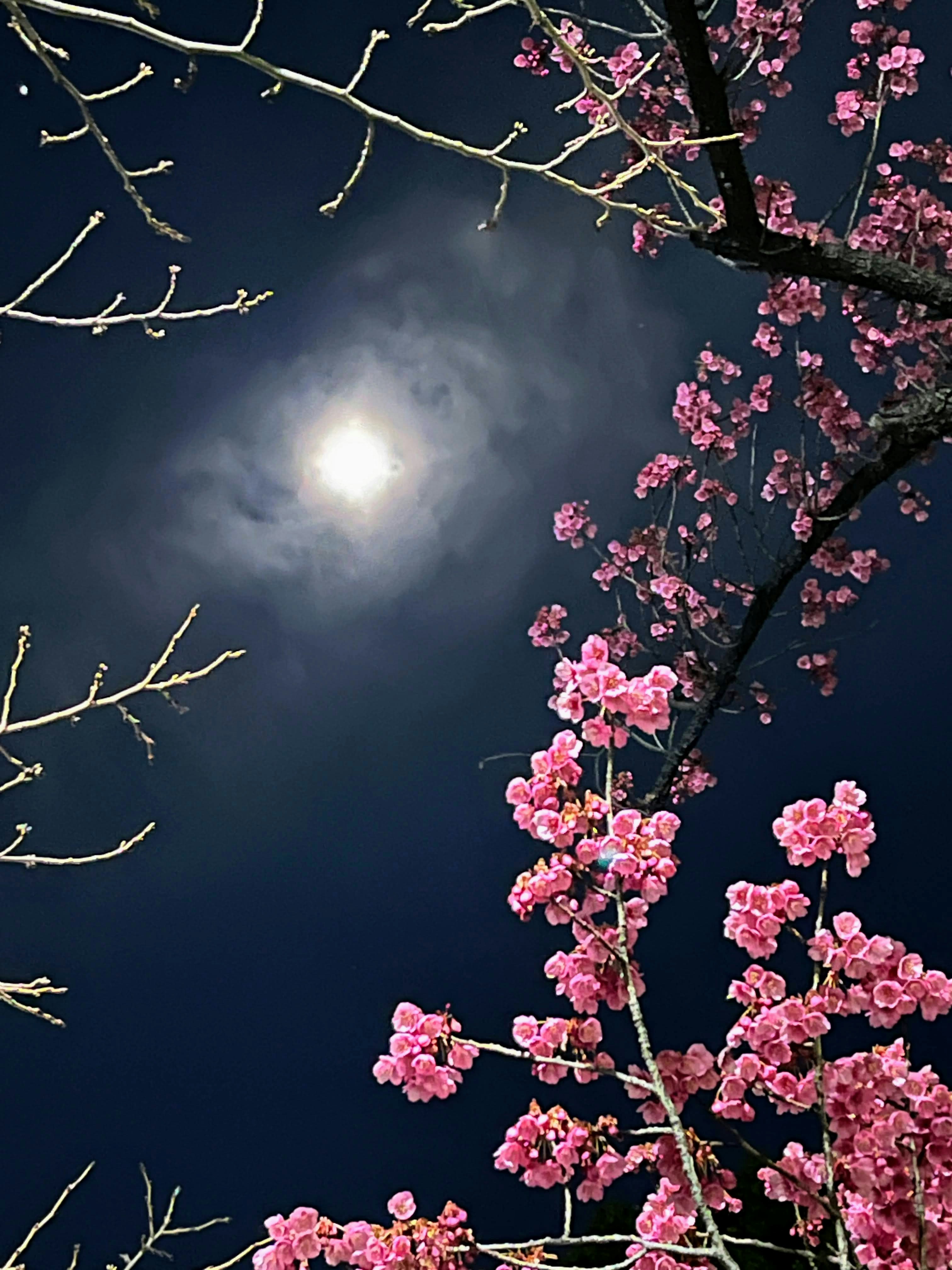 Moonlit Cherry Bloom over a Night Sky