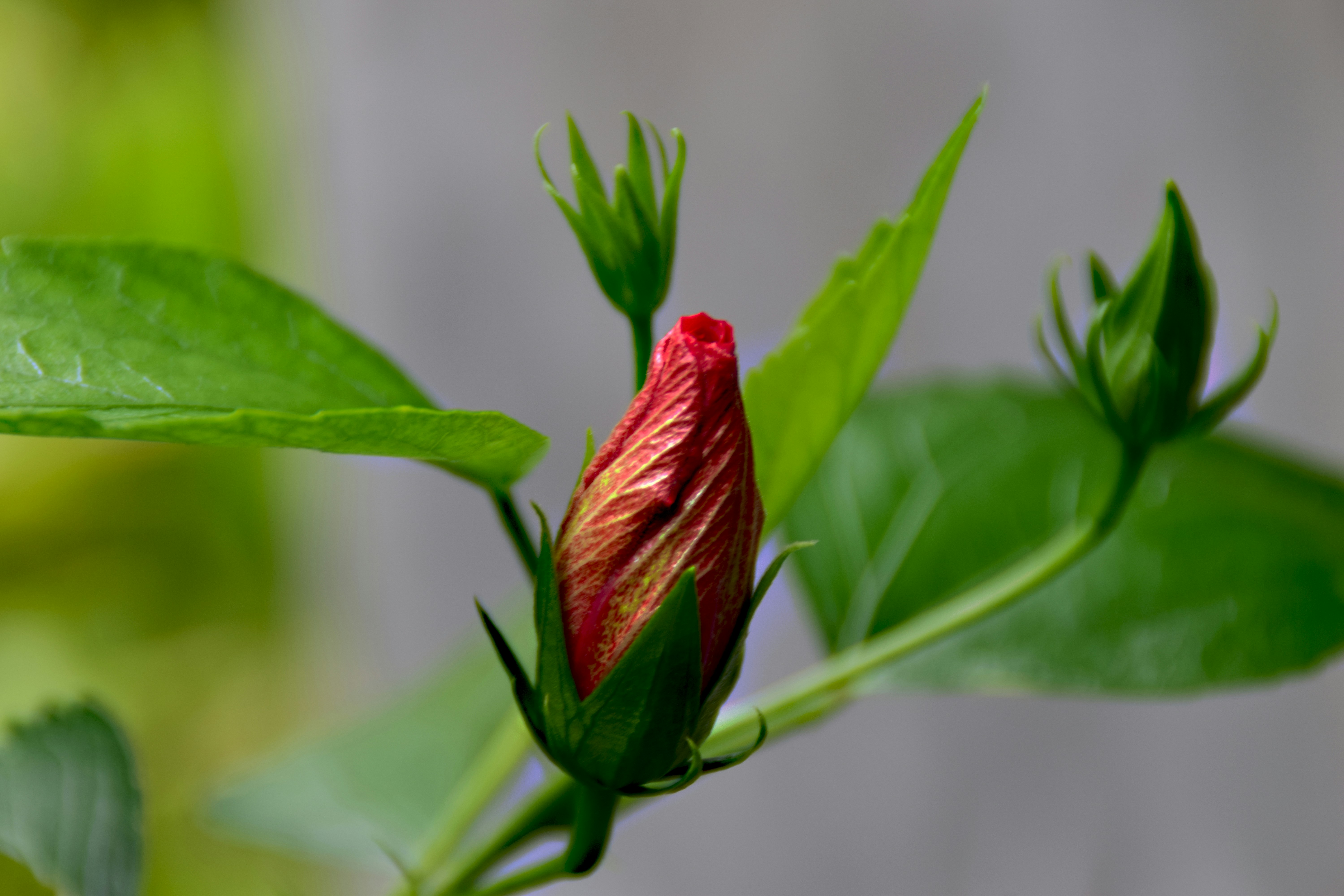 Red bud with surrounding green leaves, sharp in-focus central bloom against a soft, blurred background; indicates a flower bud about to open, likely a decorative garden plant.