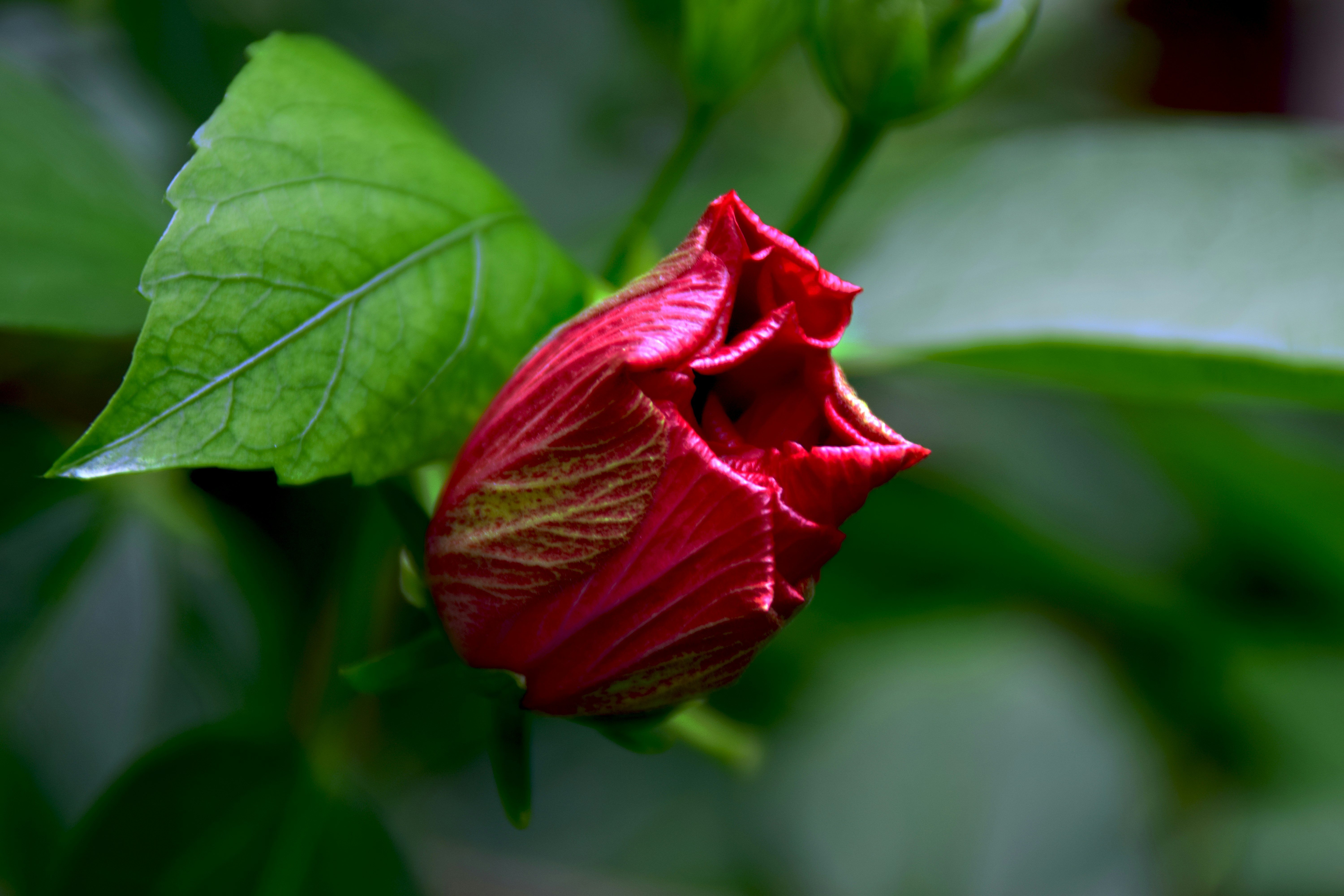Ruddy Bud of Focus: A Budding Red Flower in Soft Green Backdrop