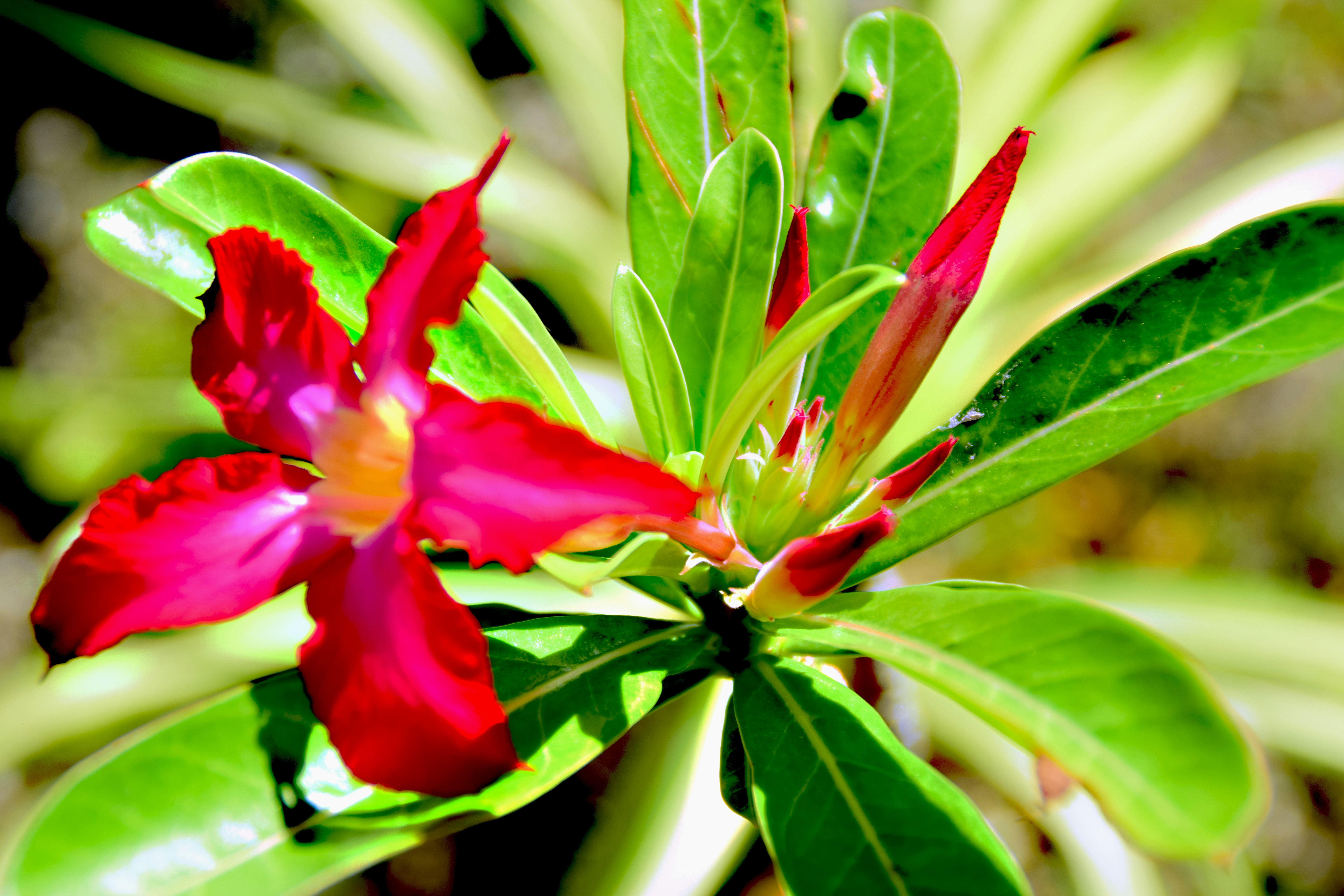 Crimson Blossom at the Garden Edge