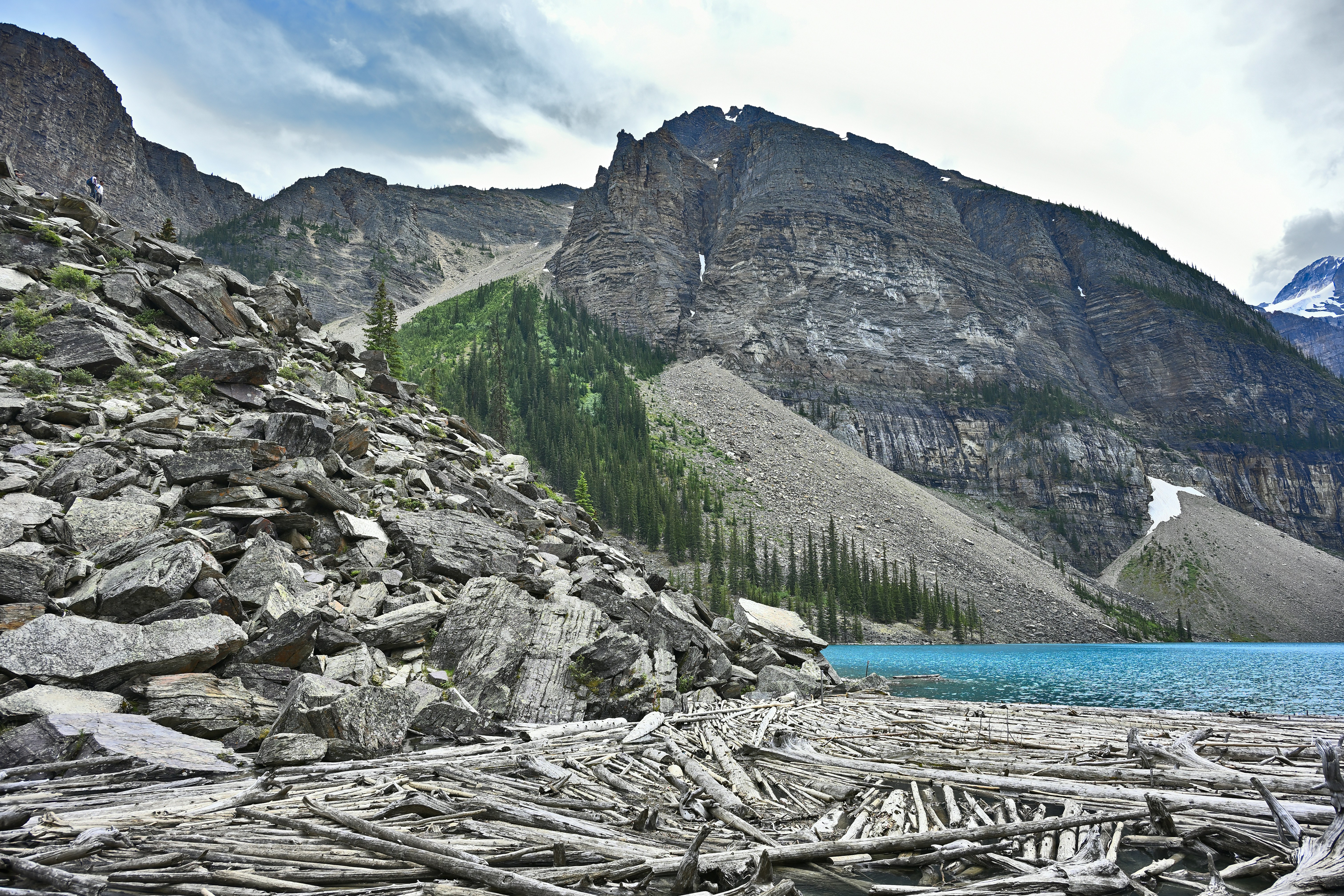 Bleached Drift and Turquoise Tides at Alpine Lake