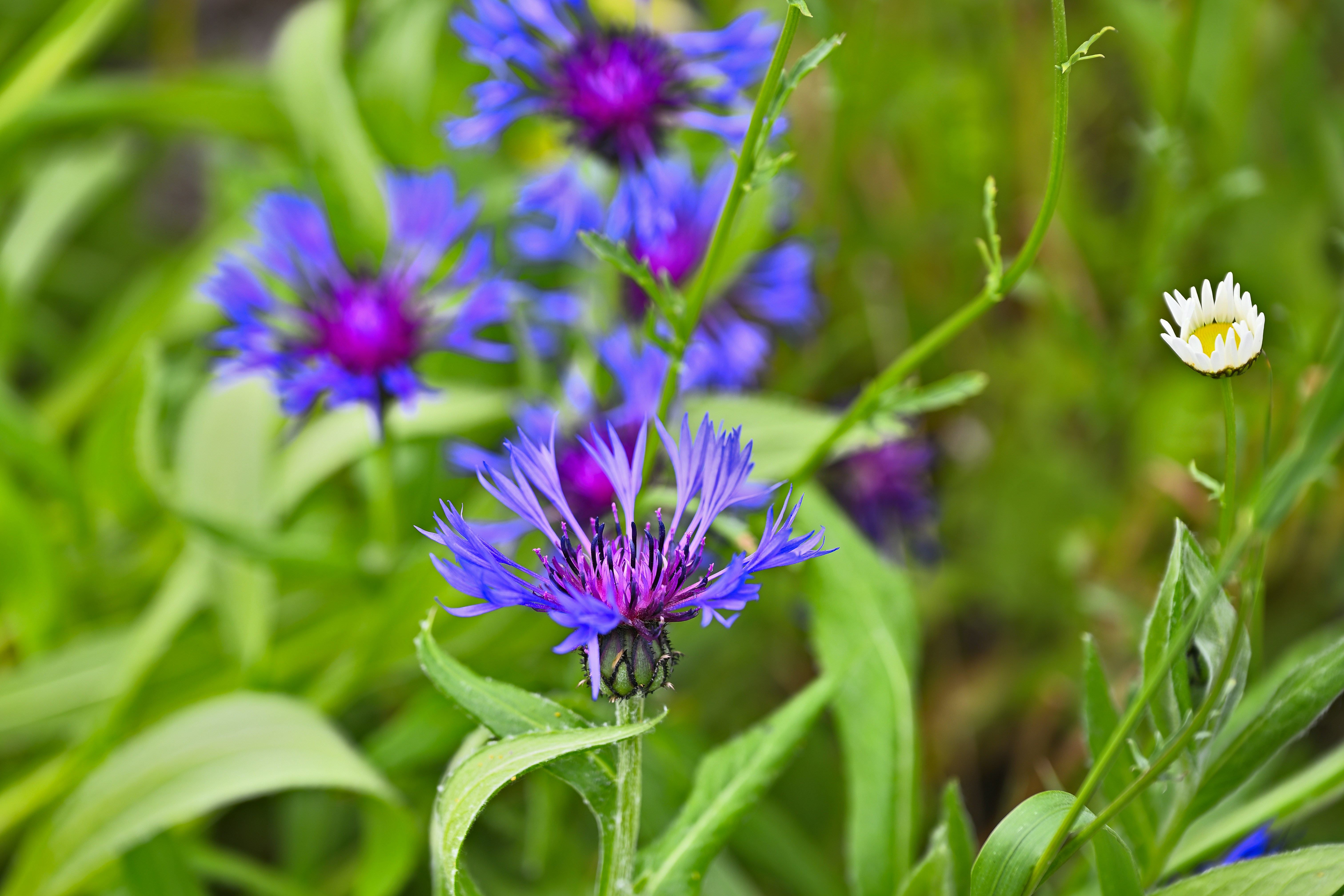 Close-up of vibrant violet cornflowers amid green foliage with a small white daisy in the background, emphasizing macro floral detail and natural color palette.