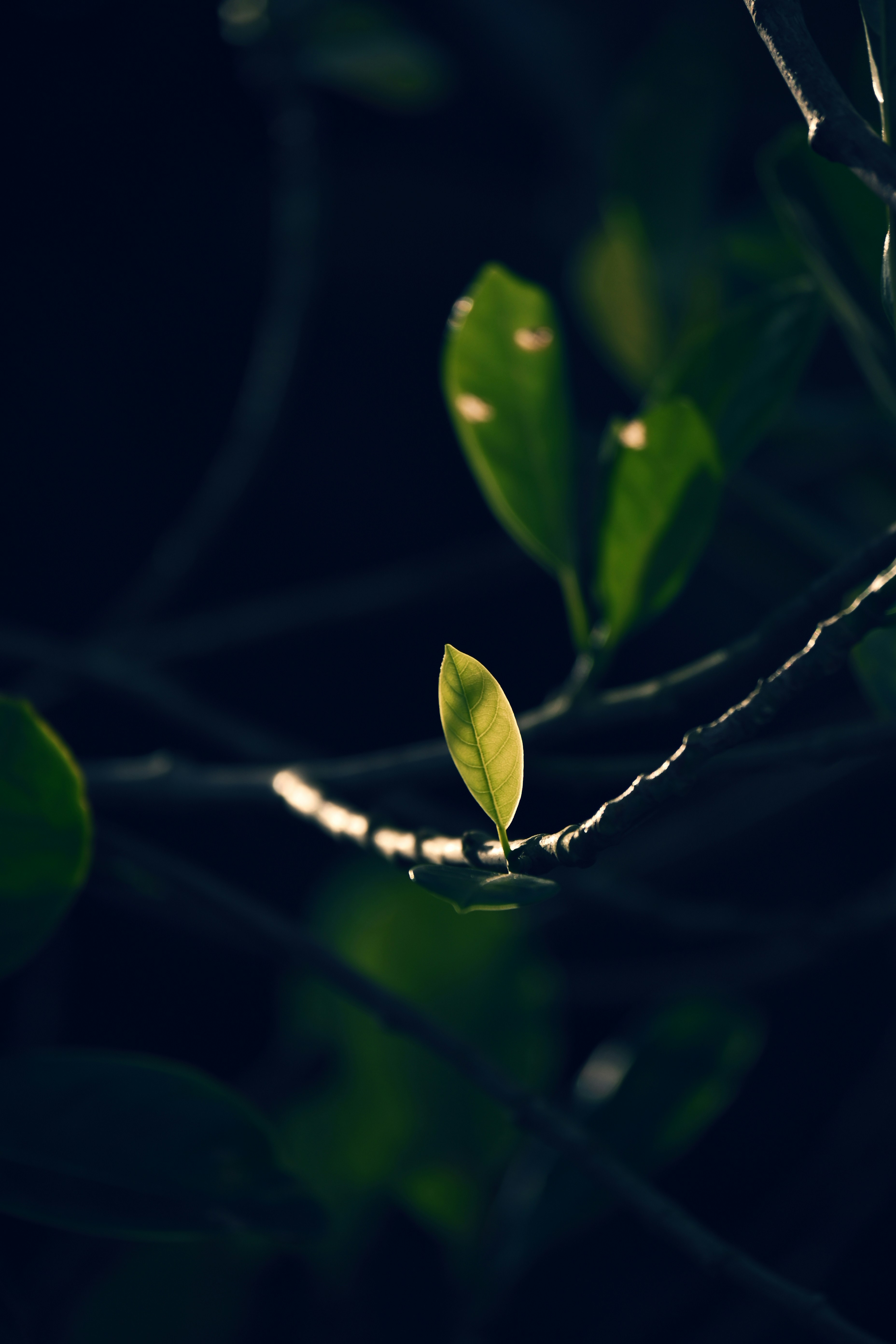 A single leaf threads the light along a quiet branch