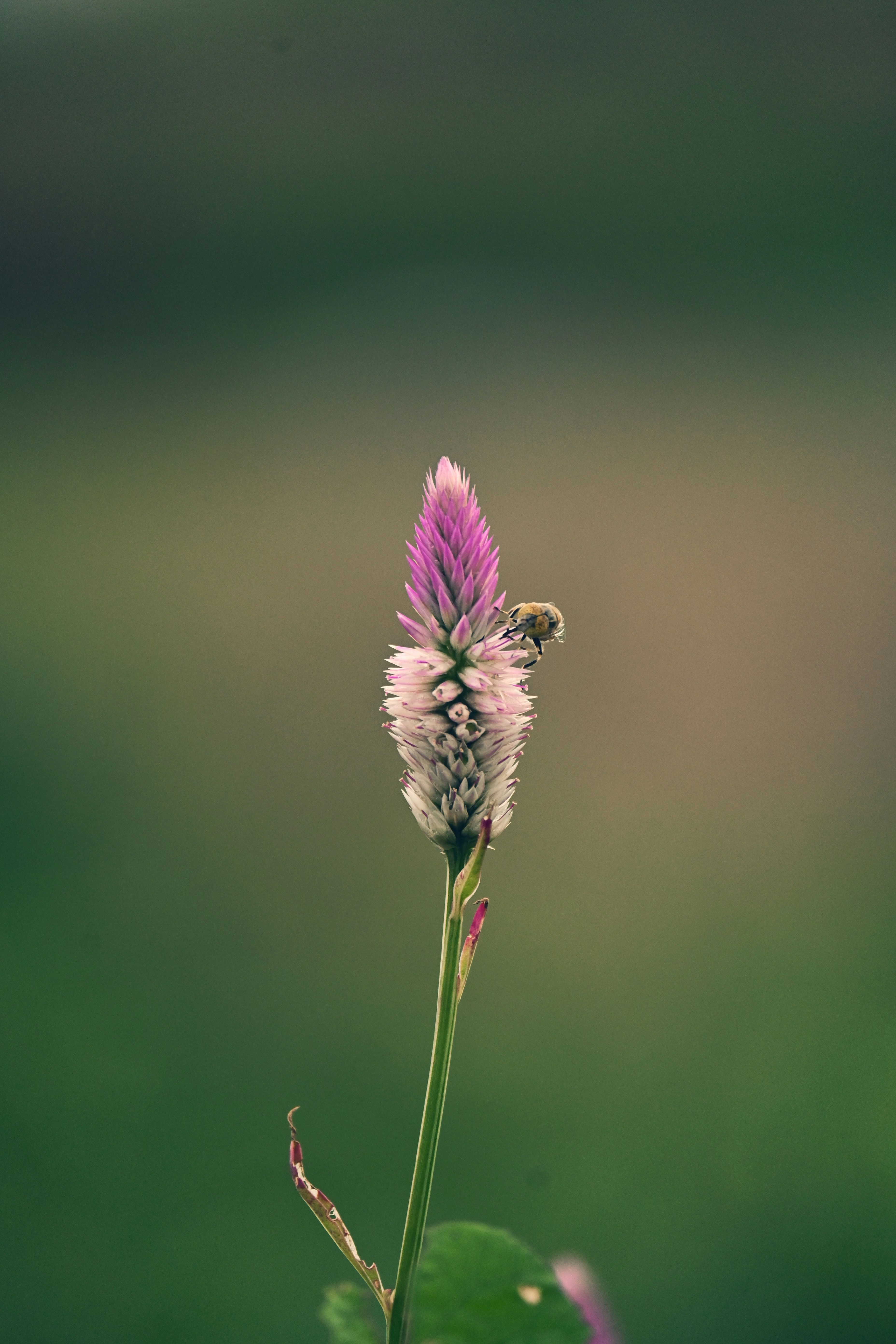Bee at the Peak: A single blossom against a velvet field