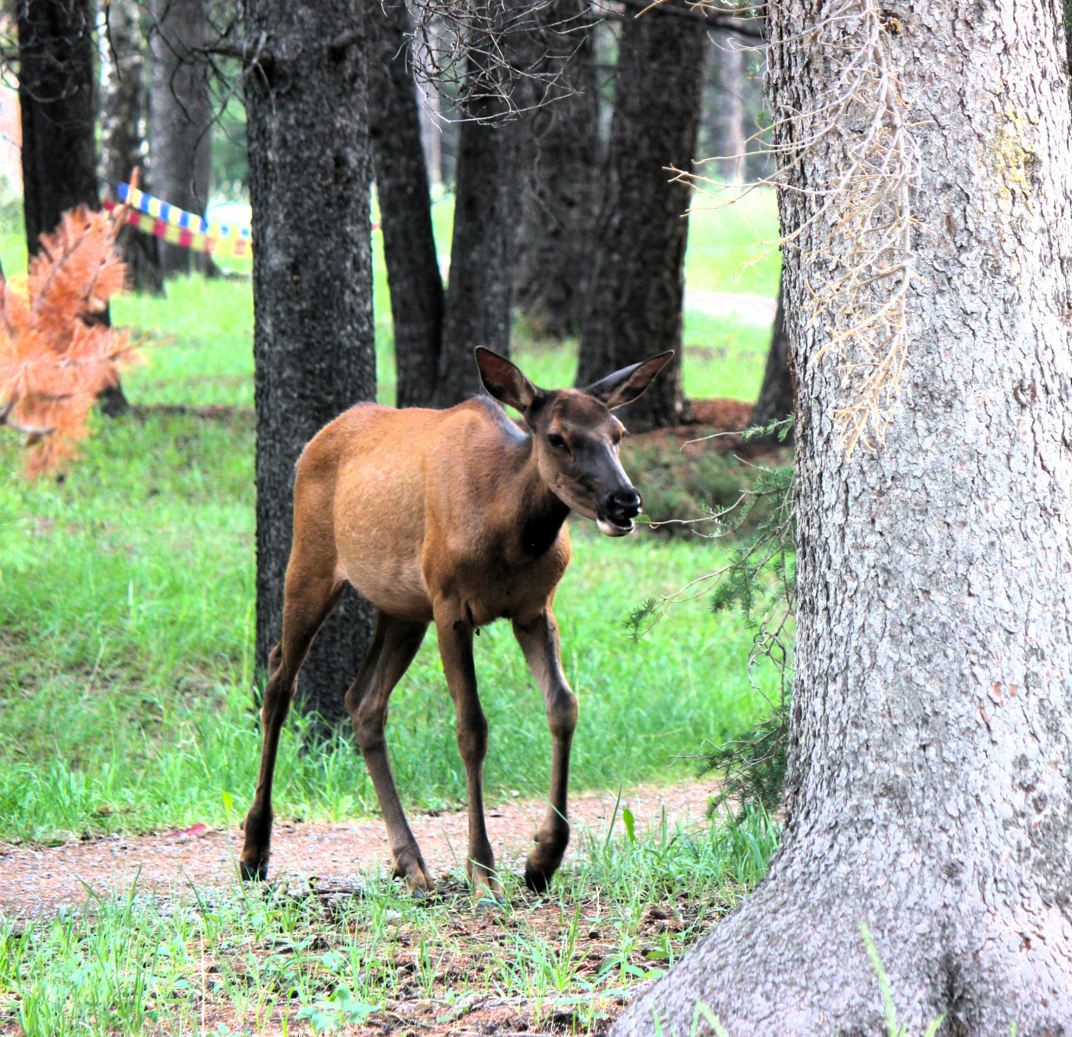 Forest Wanderer: A curious doe in sunlit Pines