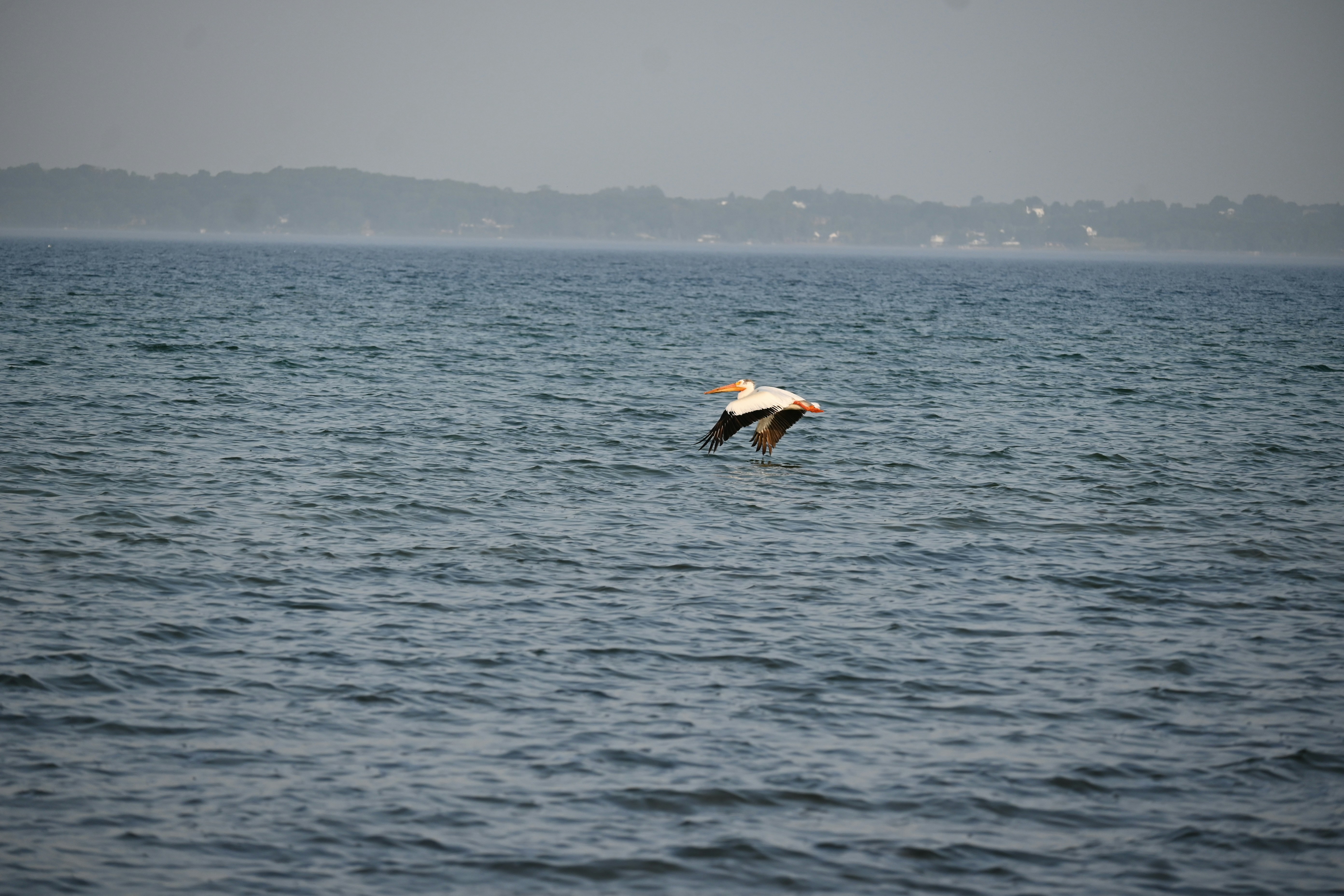 A lone seabird glides low over rippled ocean water with a distant shoreline visible on the horizon. The scene emphasizes calm seascape and momentary winged motion near the center.