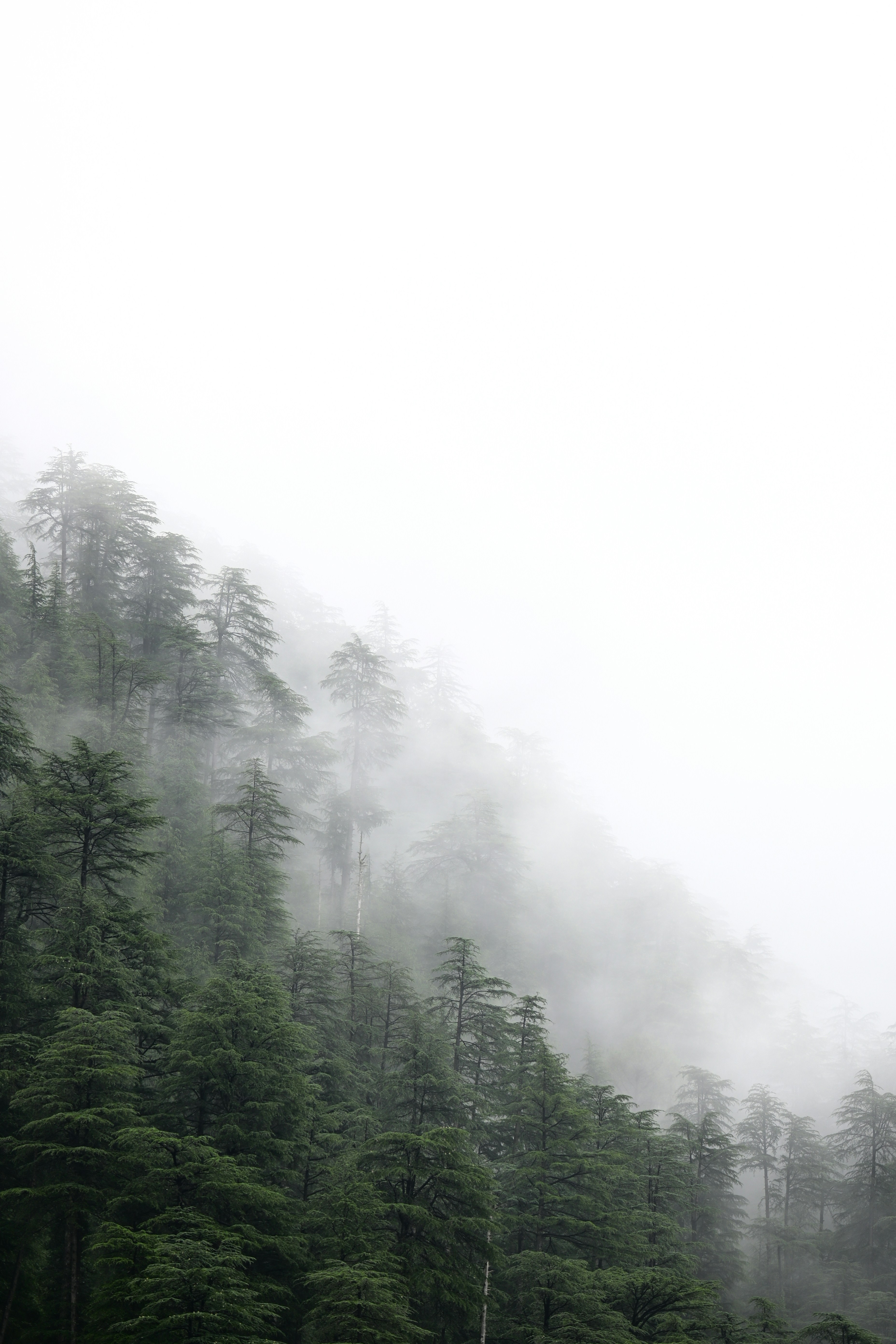 Mist shrouds a dense forest hillside, with tall pines fading into white fog; the composition emphasizes atmosphere and depth.