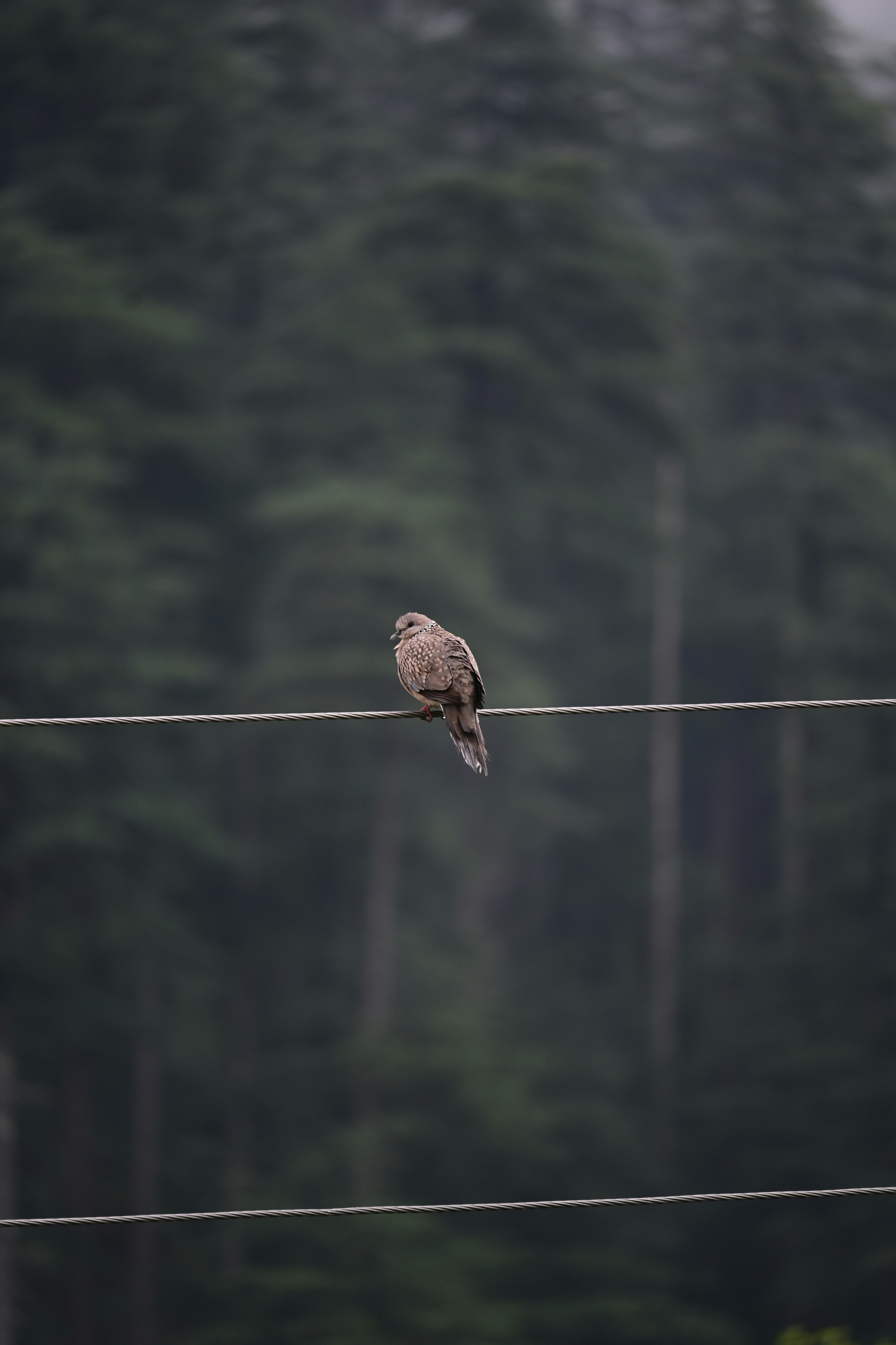 Perched on a Wire: A solitary bird against a forest backdrop