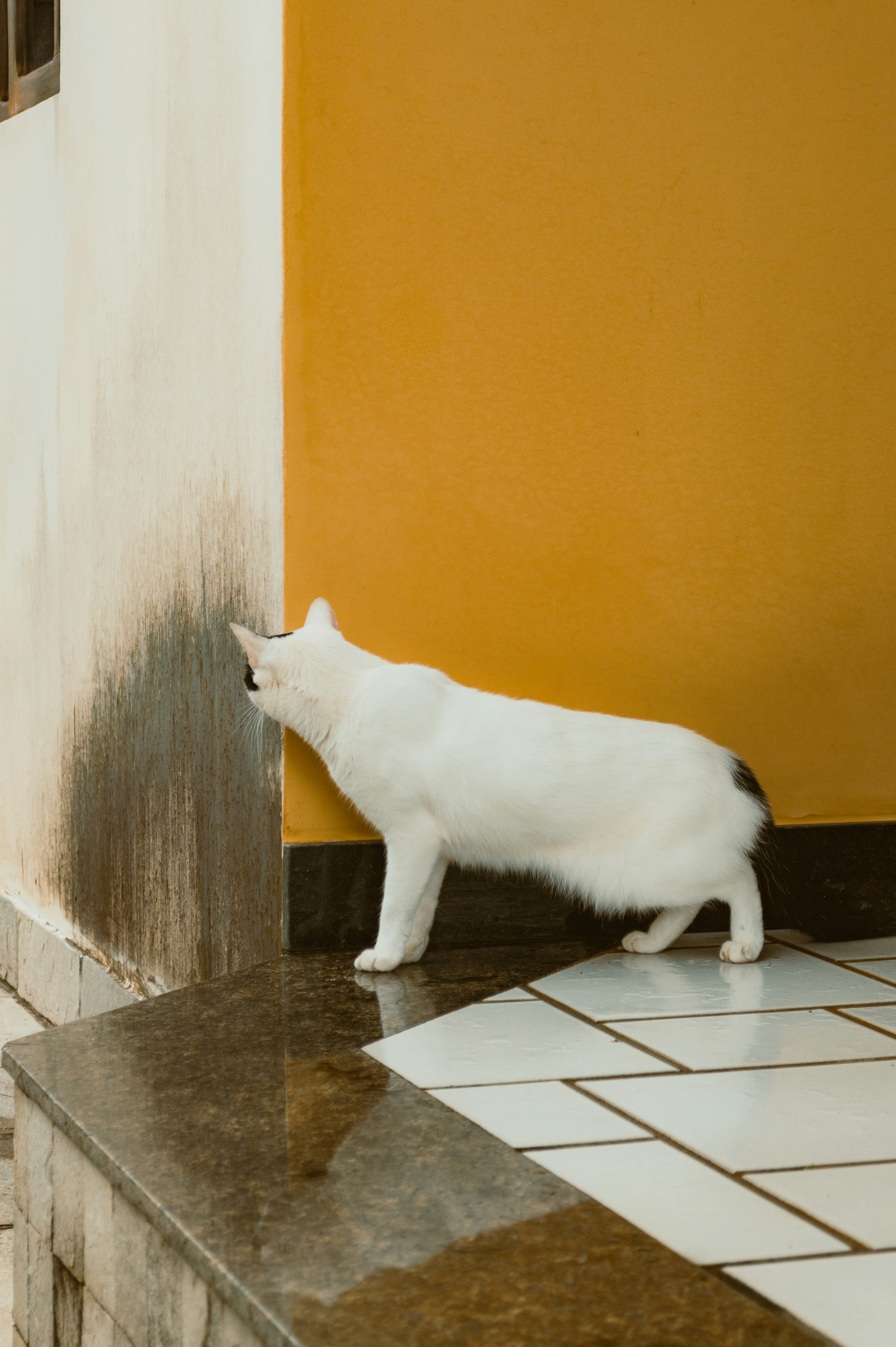 White cat peers from the doorway, tracing the shadowed wall