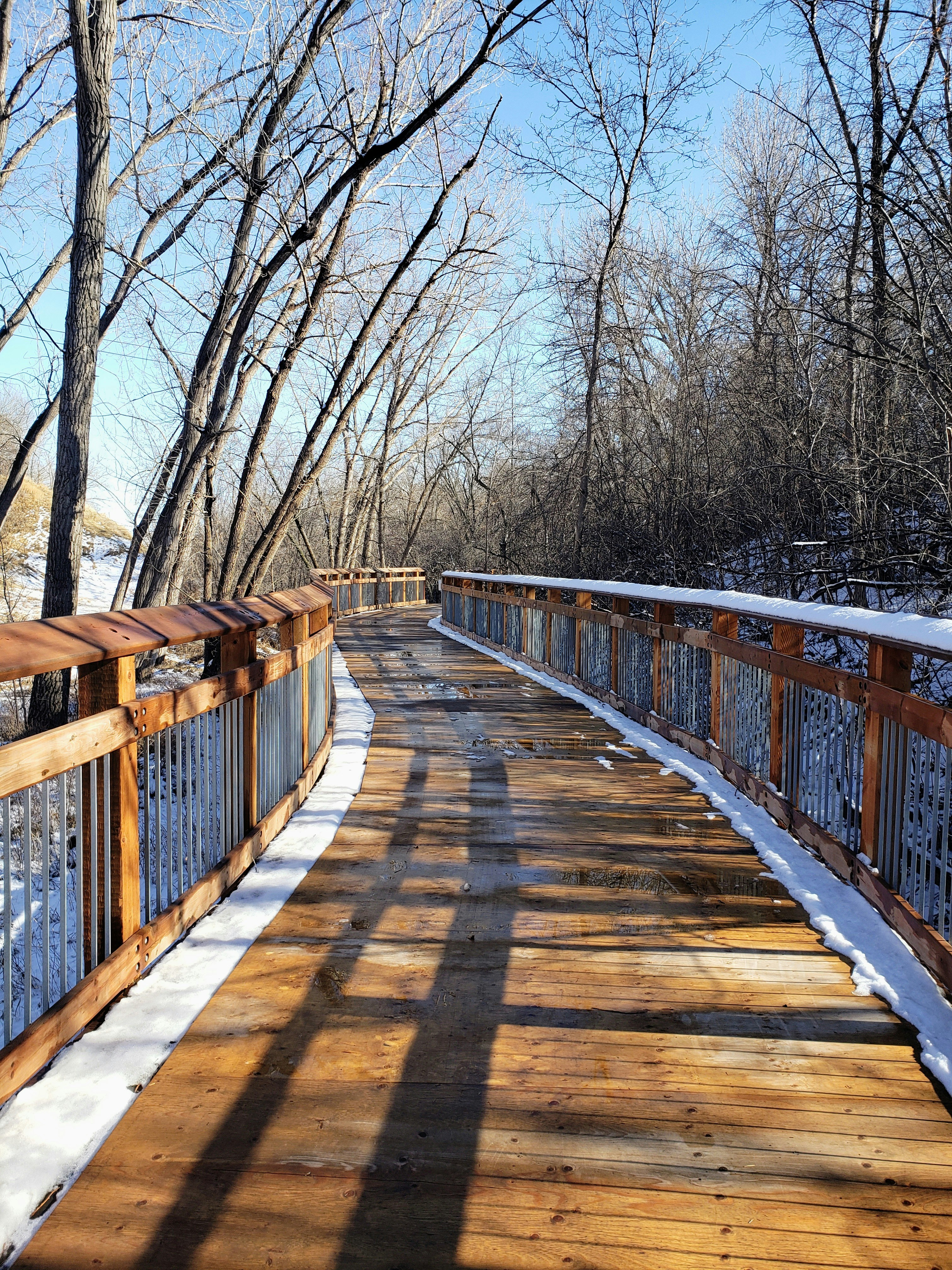 Sunlit Bridge: Winter Walkway Through Quiet Trees