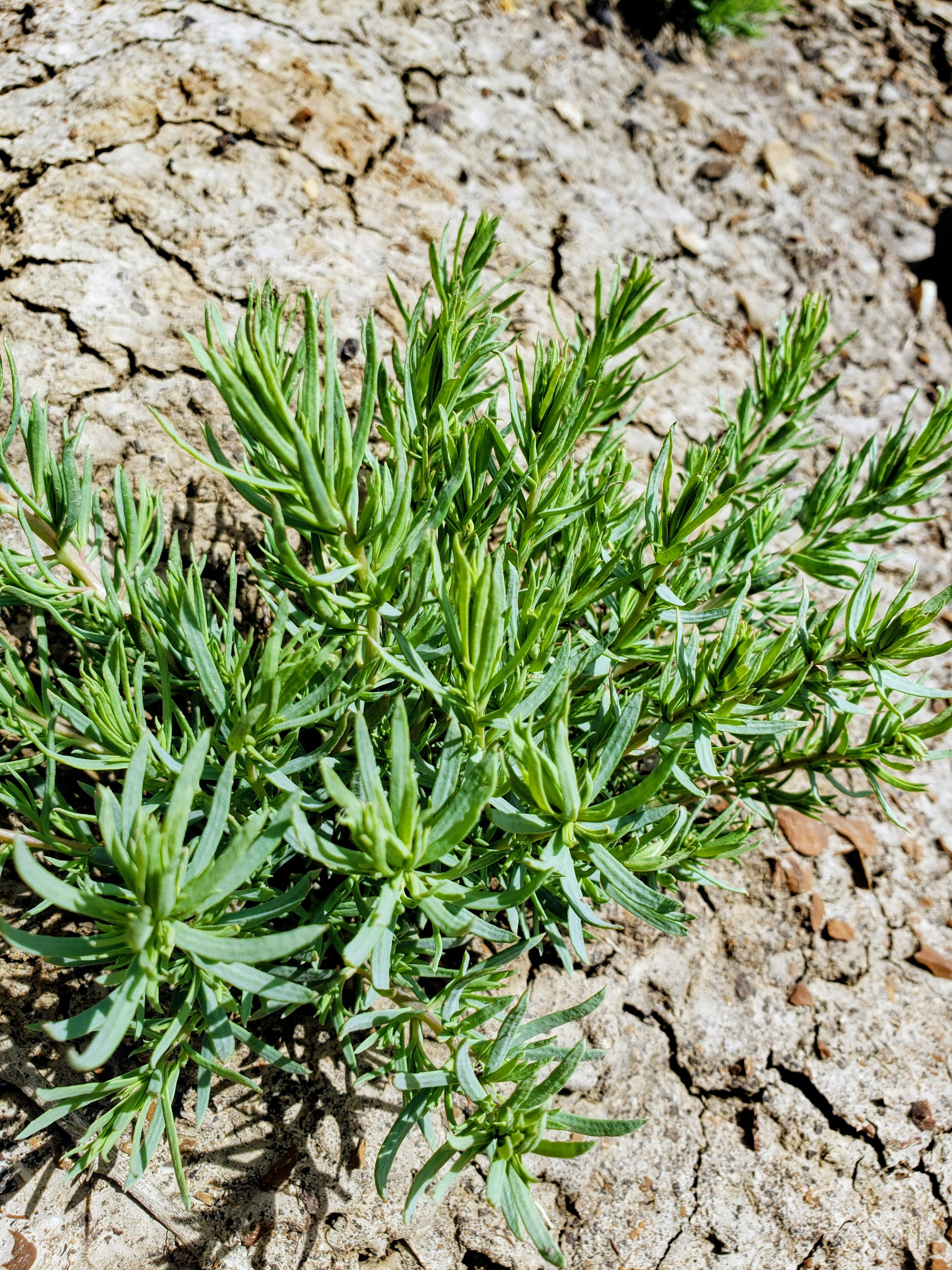 Arid Garden Sprout: Green Amid Cracked Earth