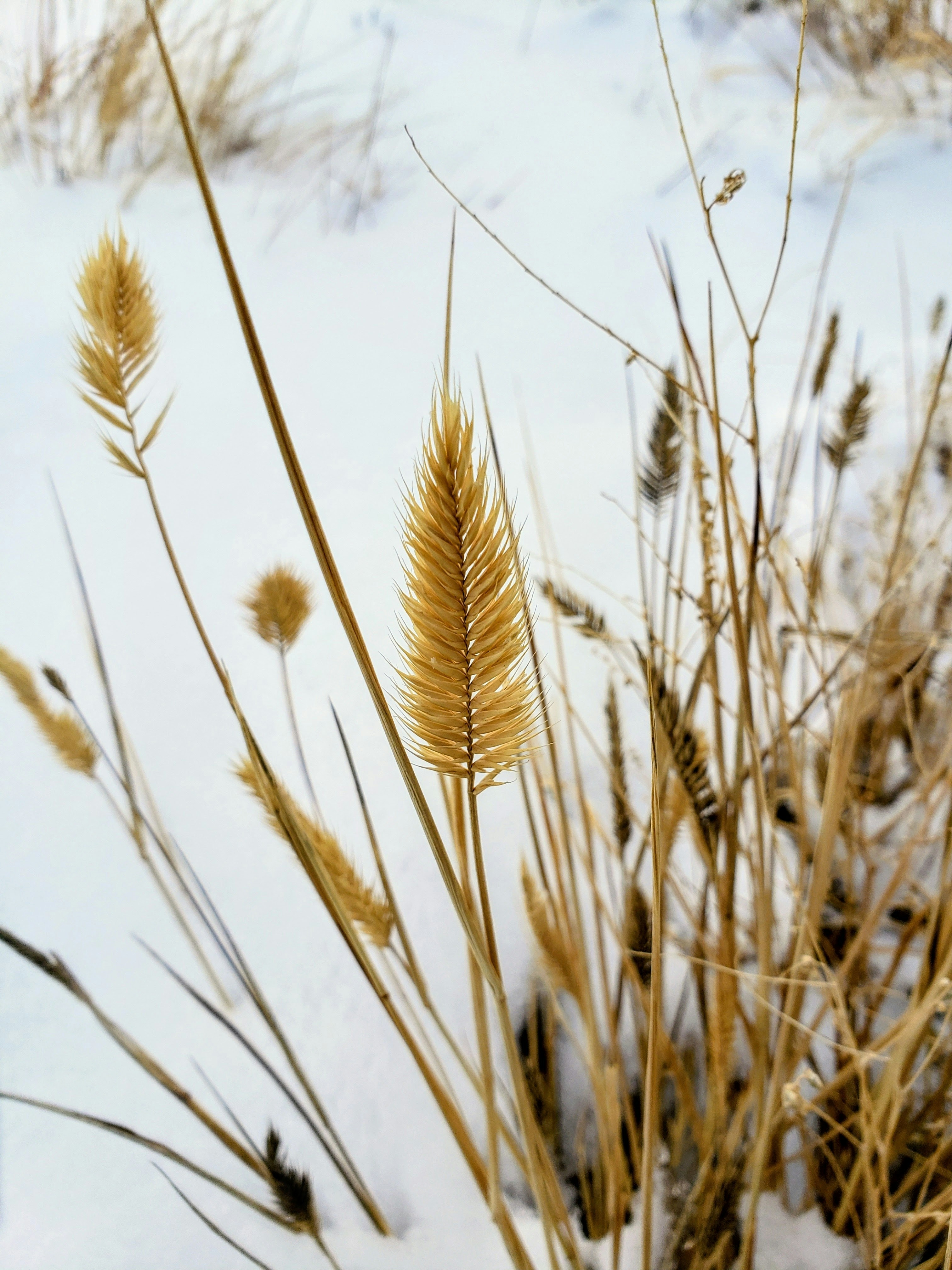 Golden Seed Heads in Snow-White Field
