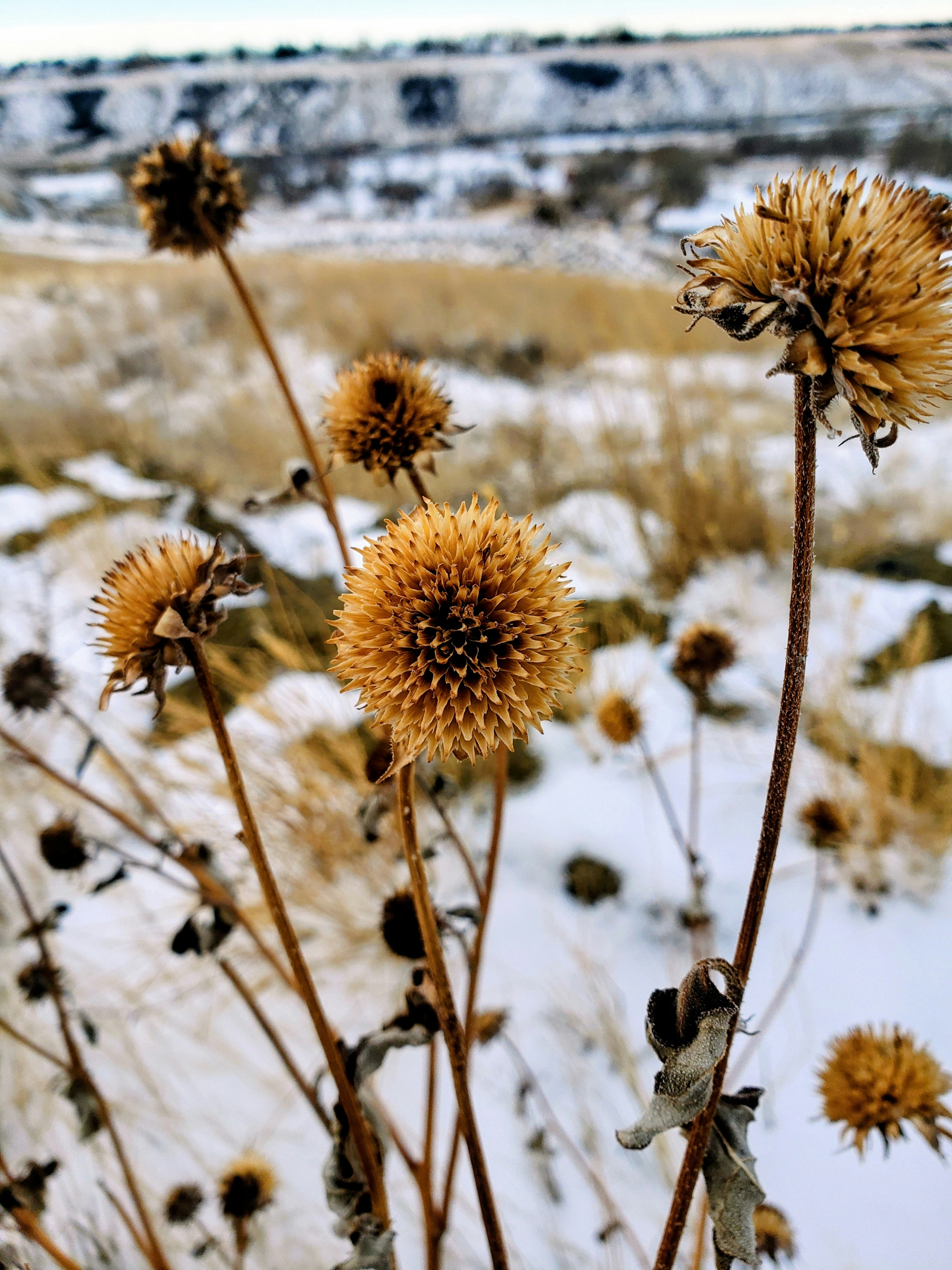 Desert Bloom: Spiky Seed Heads in Winter Light