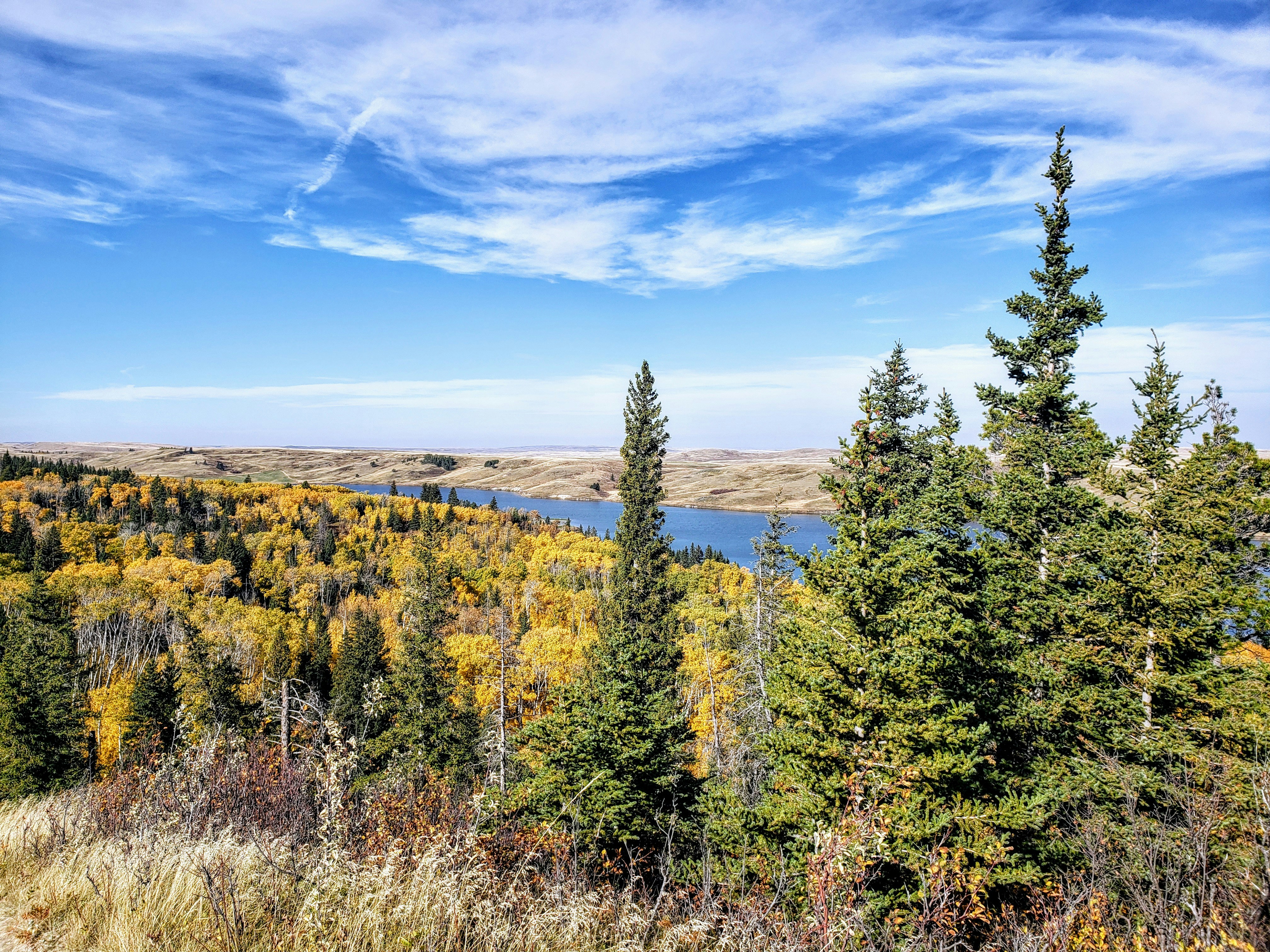 Autumn Ridge: Pines Overlooking a Quiet River