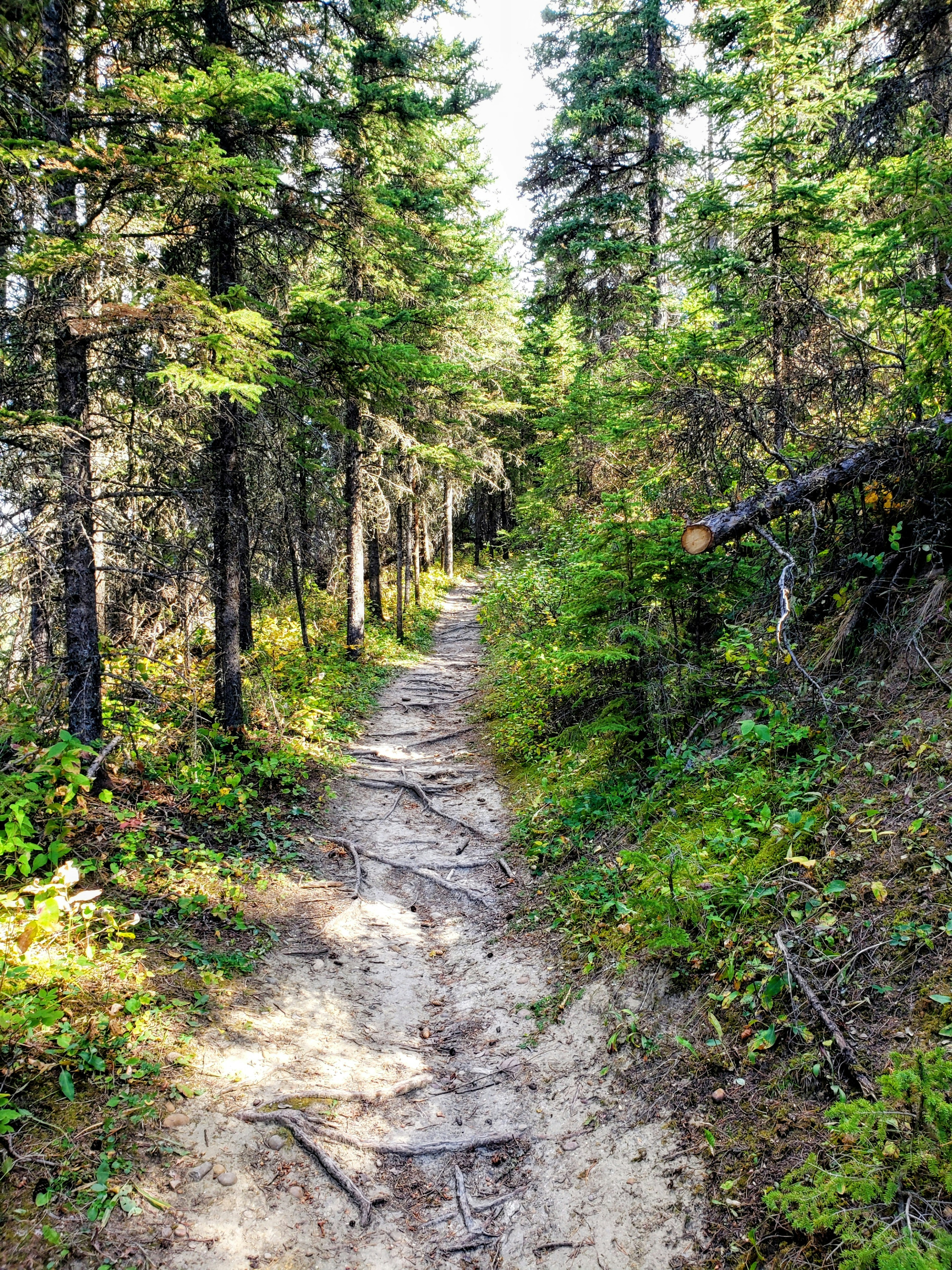 Forest Pathway: A Sunlit Corridor Between Green Walls