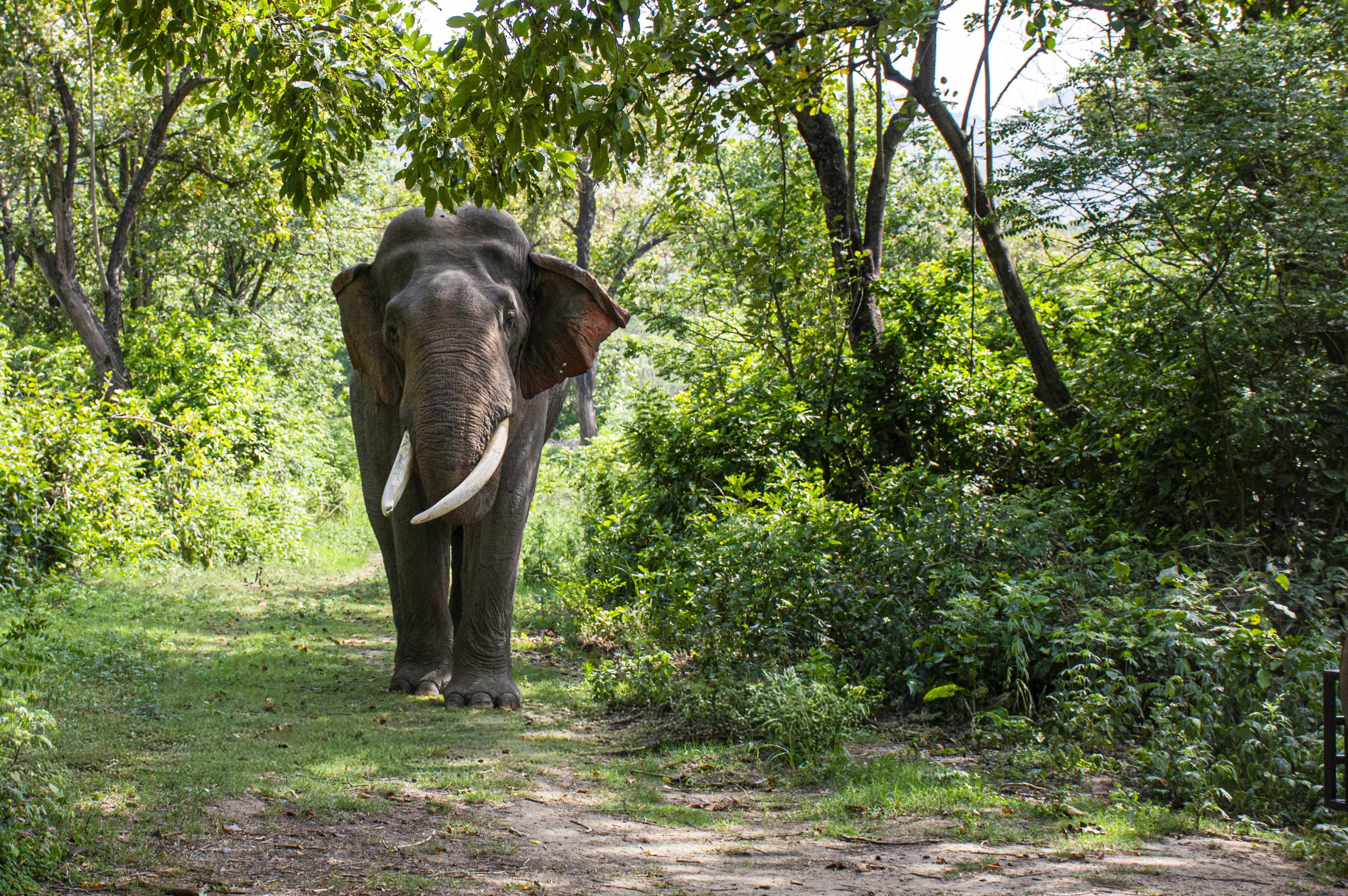 Elephant walking down a sunlit forest path with lush greenery surrounding, showcasing a natural wildlife scene.