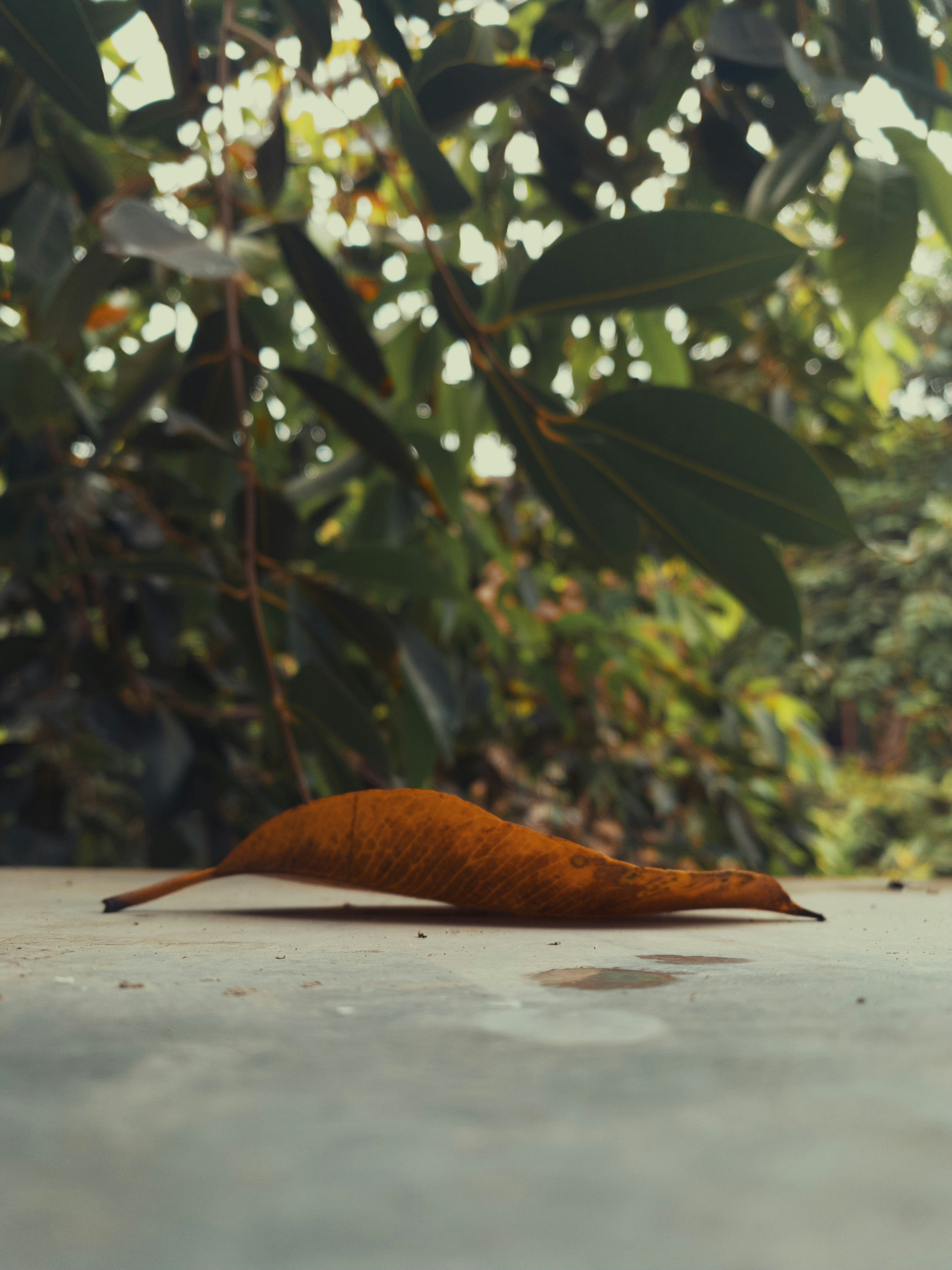 A single fallen brown leaf rests on a concrete surface with blurred green foliage in the background, capturing a quiet, atmospheric moment.