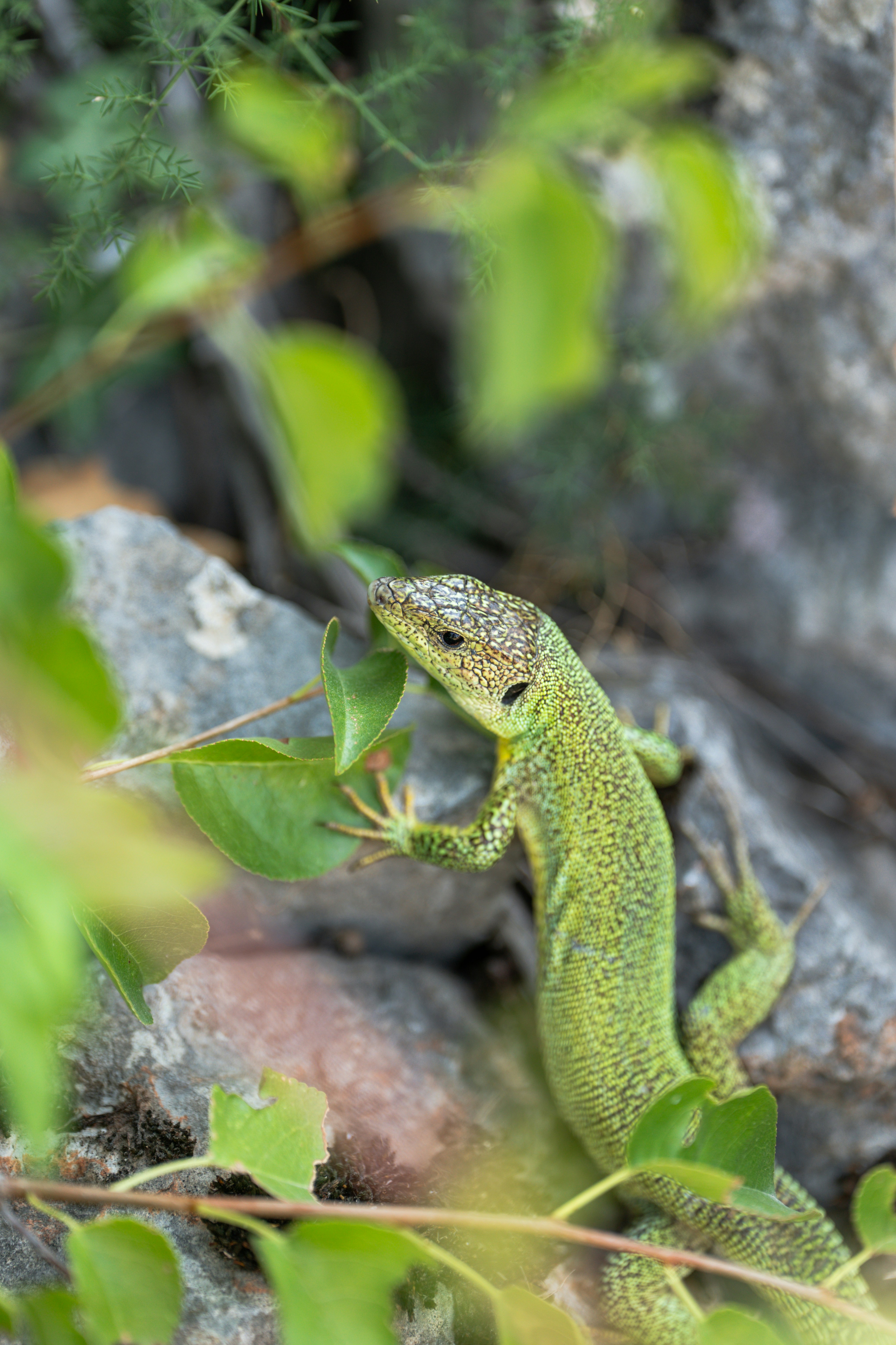 Green Thyme of a Lizard: Close-Quarters Portrait in Nature