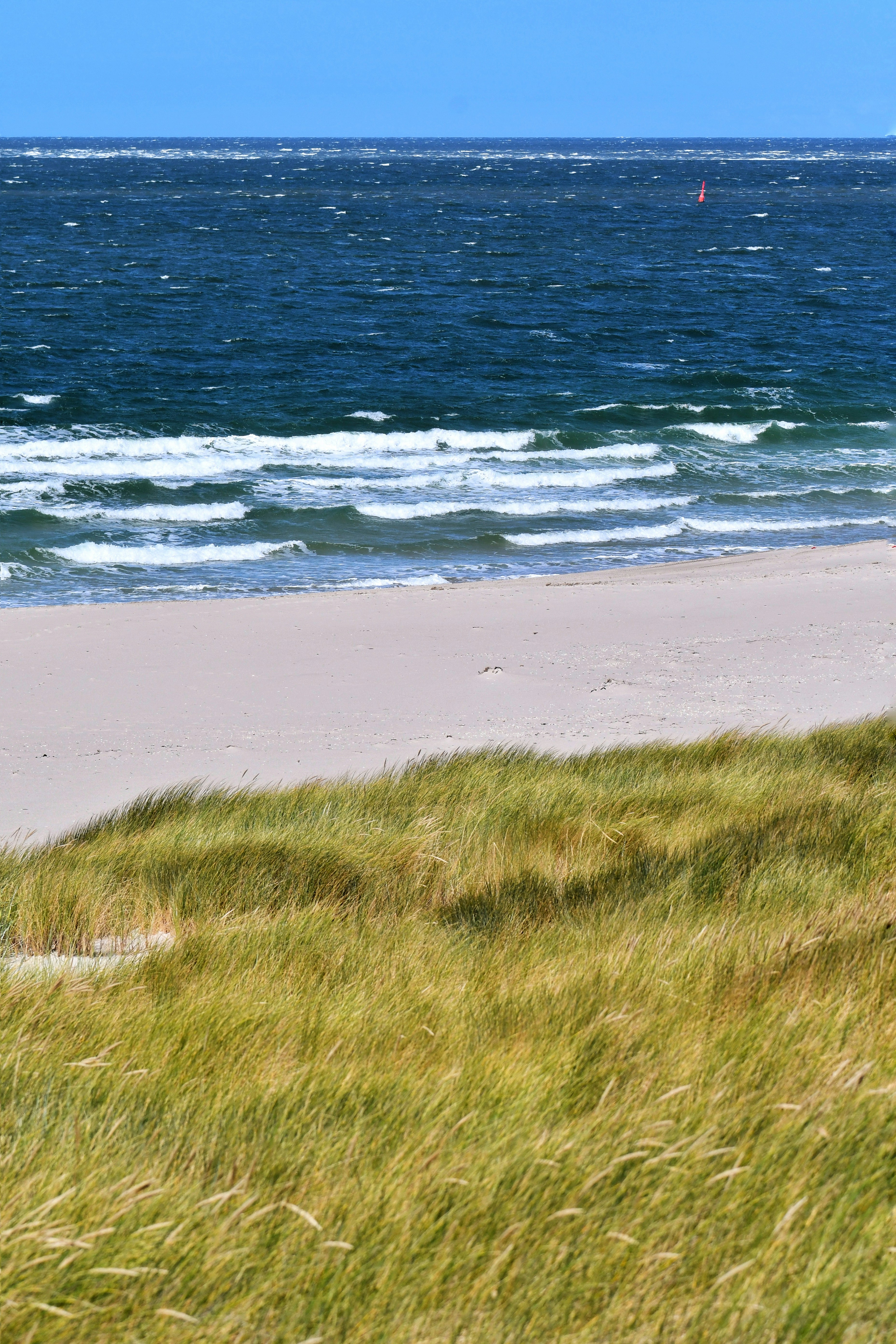 Dune grasses Framing the Sea Breeze
