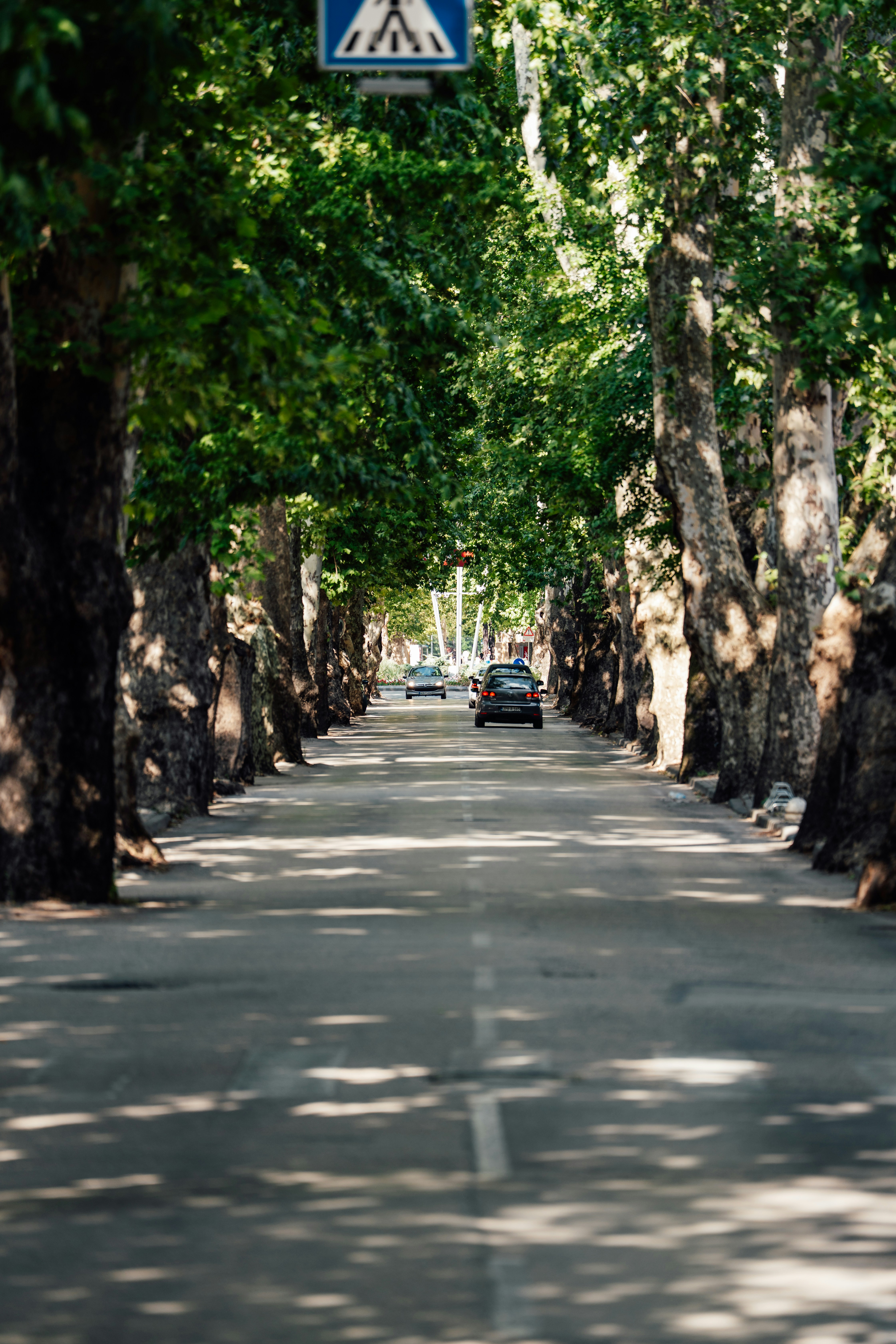 Tree-arched Avenue: A Quiet Drive Beneath Canopy Shadows