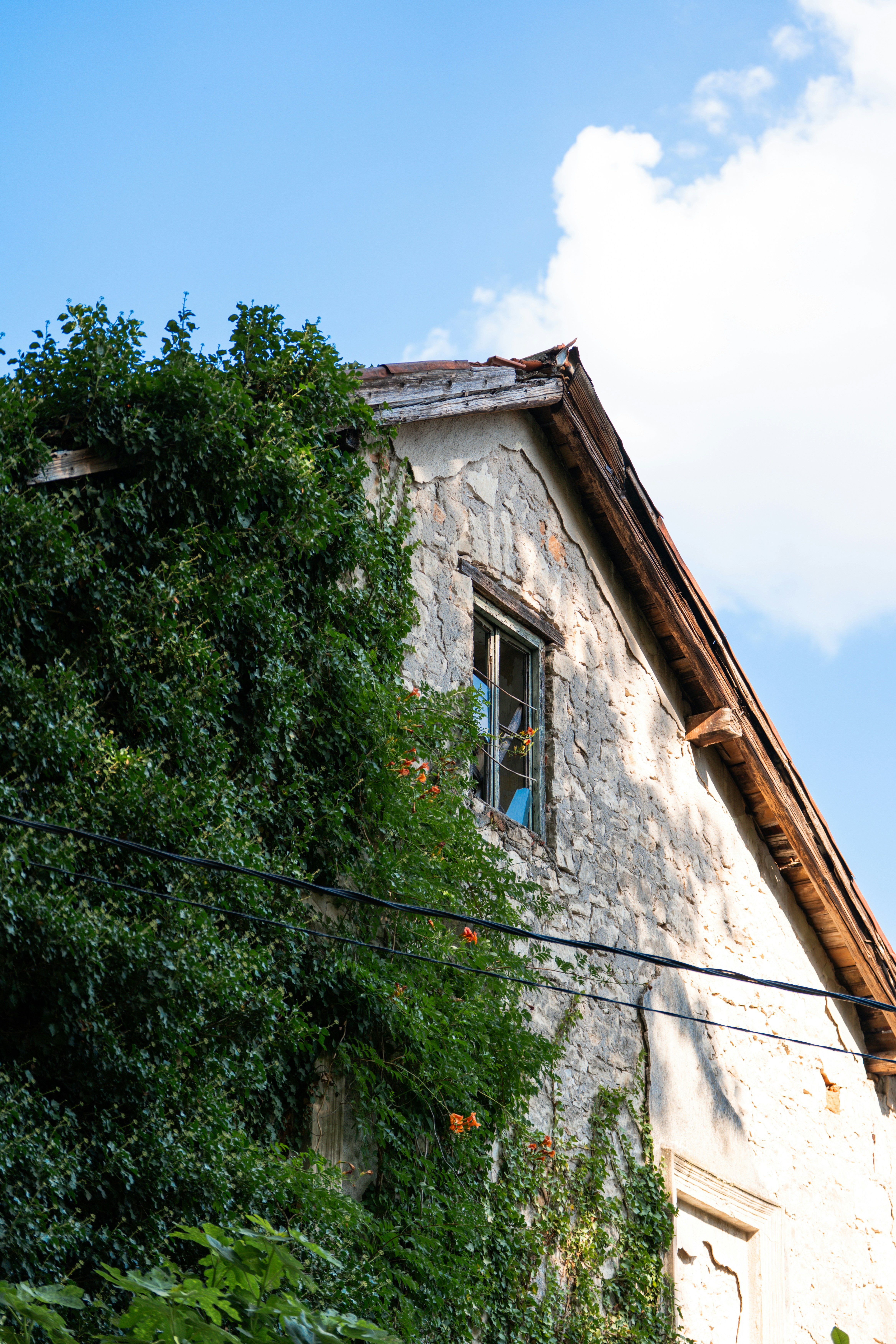 Overgrown Attic: Ivy-Clad House Reaching for the Sky