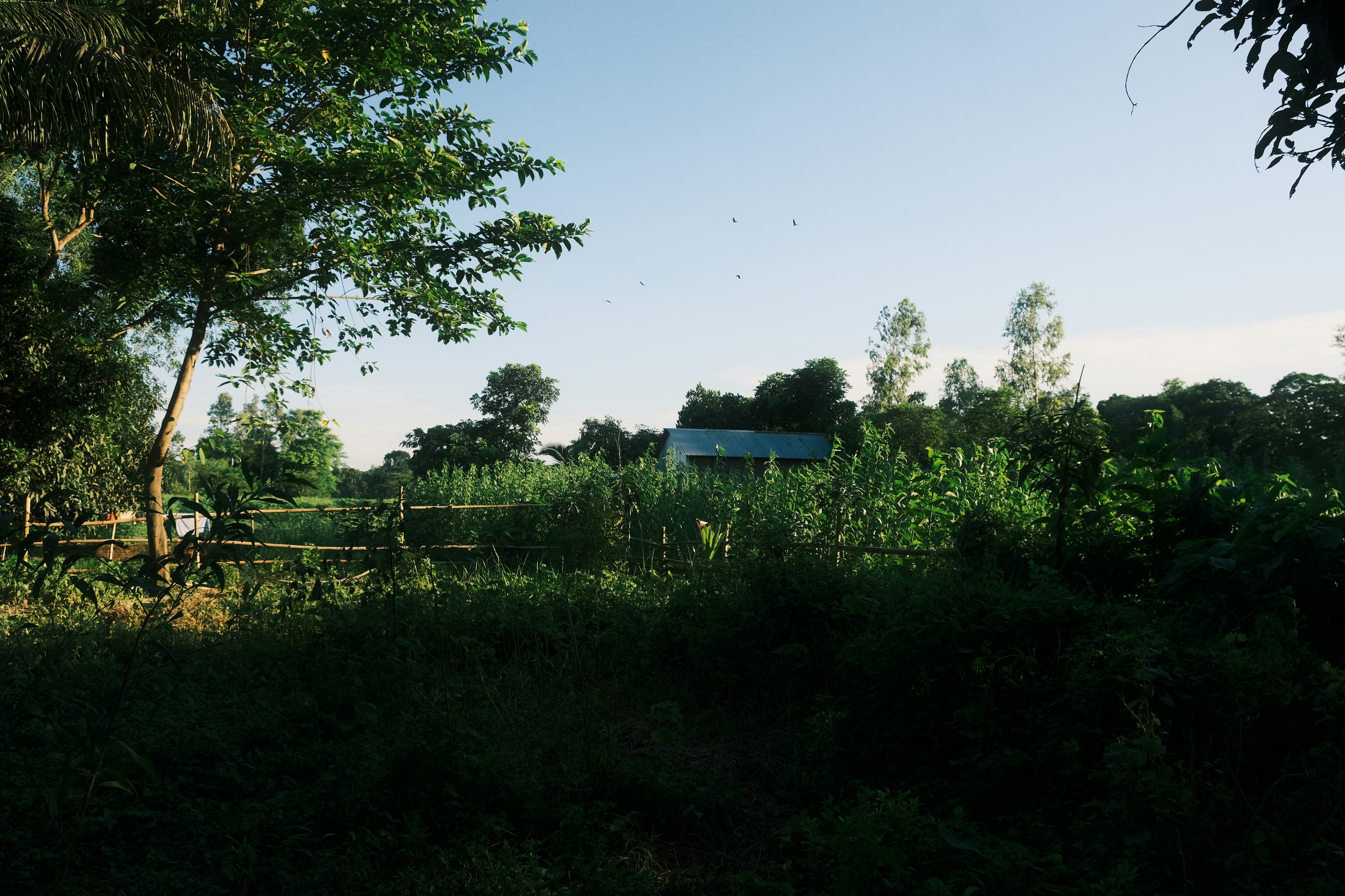 Afternoon shade on a village in Bangladesh. The sky is so blue on days when it hasn't rained during the rainy season. When the sun tilts a little after noon, shadows fall on the ground.