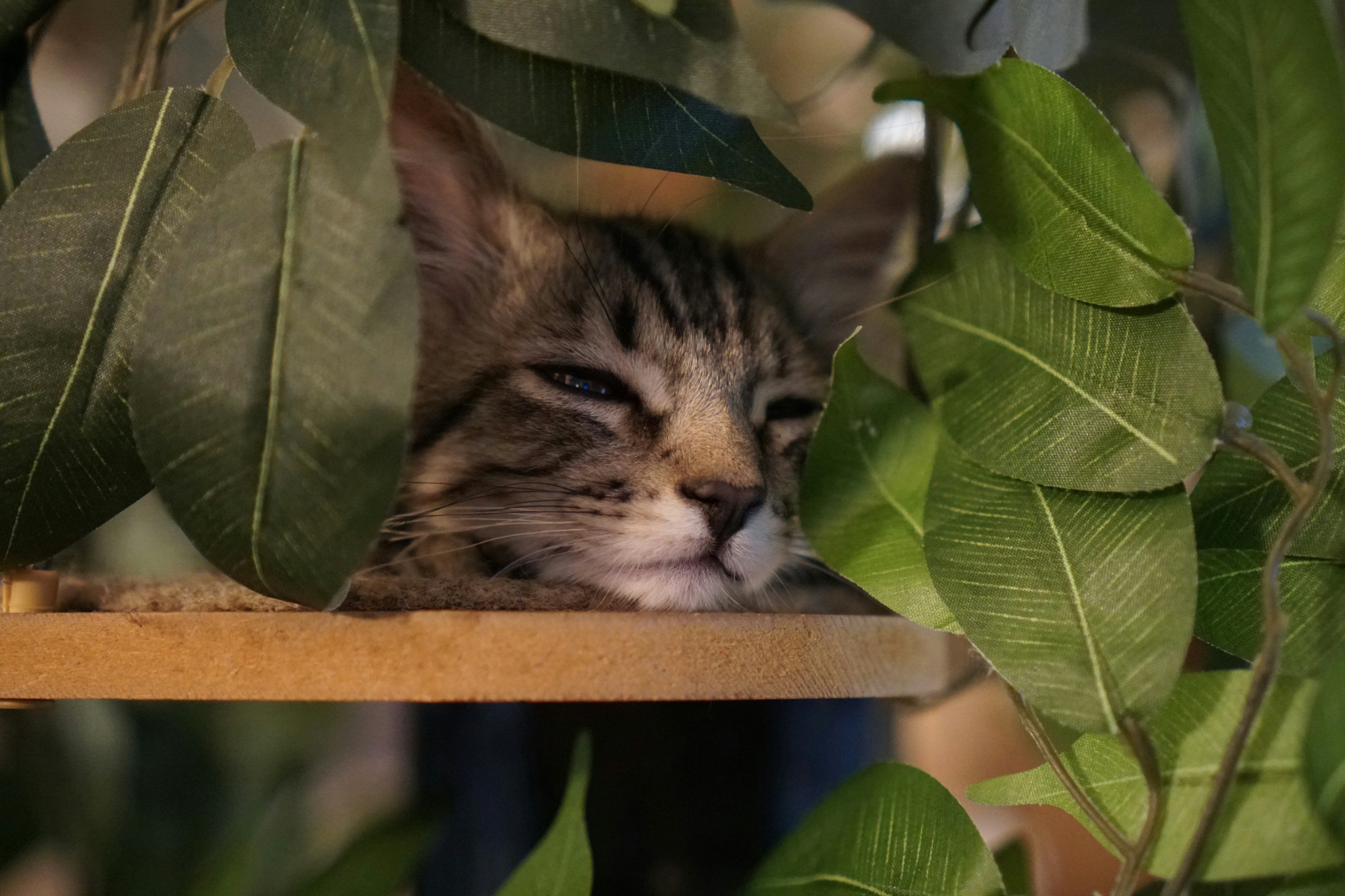 A Burrowed Moment: Cat Resting Beneath Green Canopy