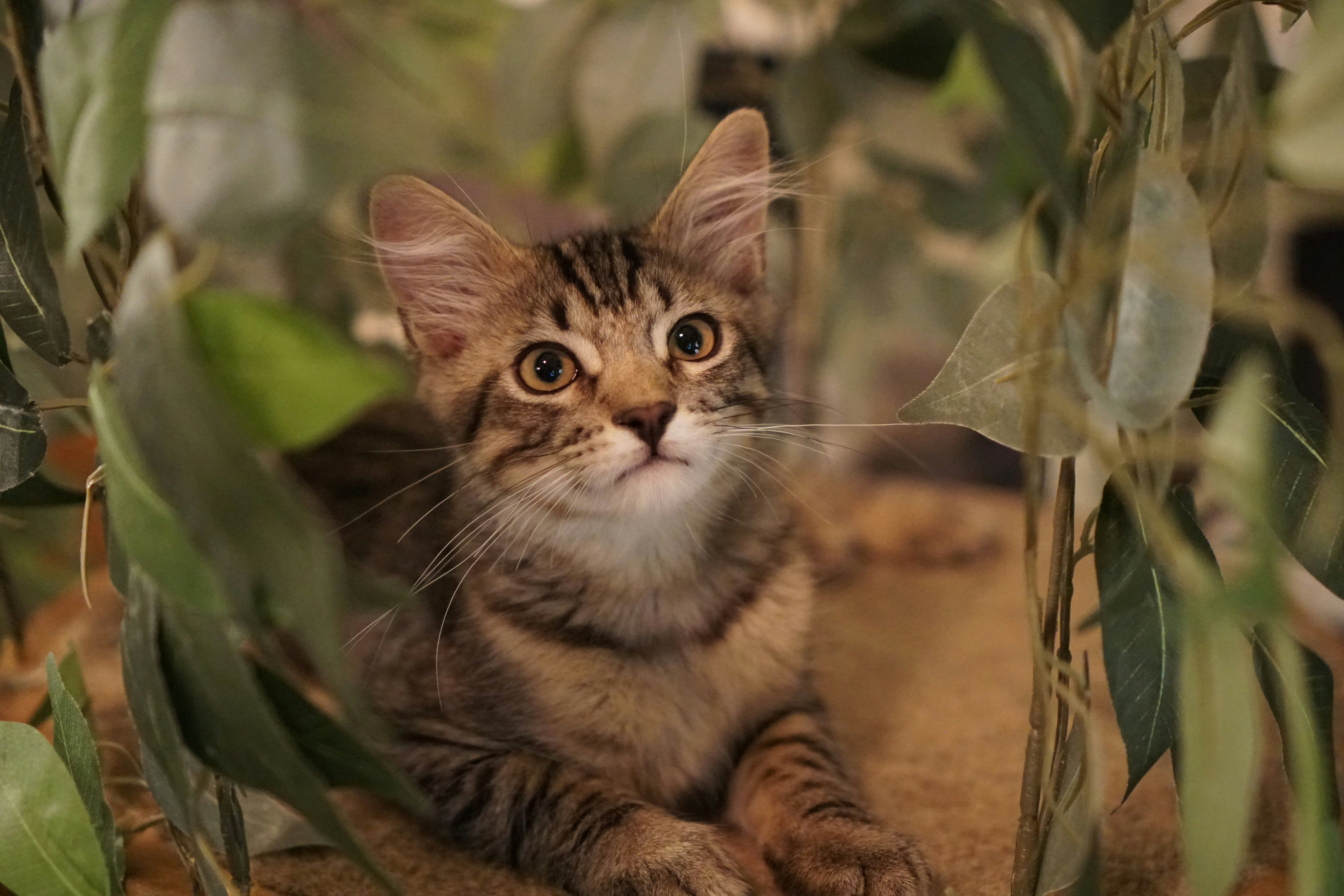 Curious Kitten Amid Garden Foliage