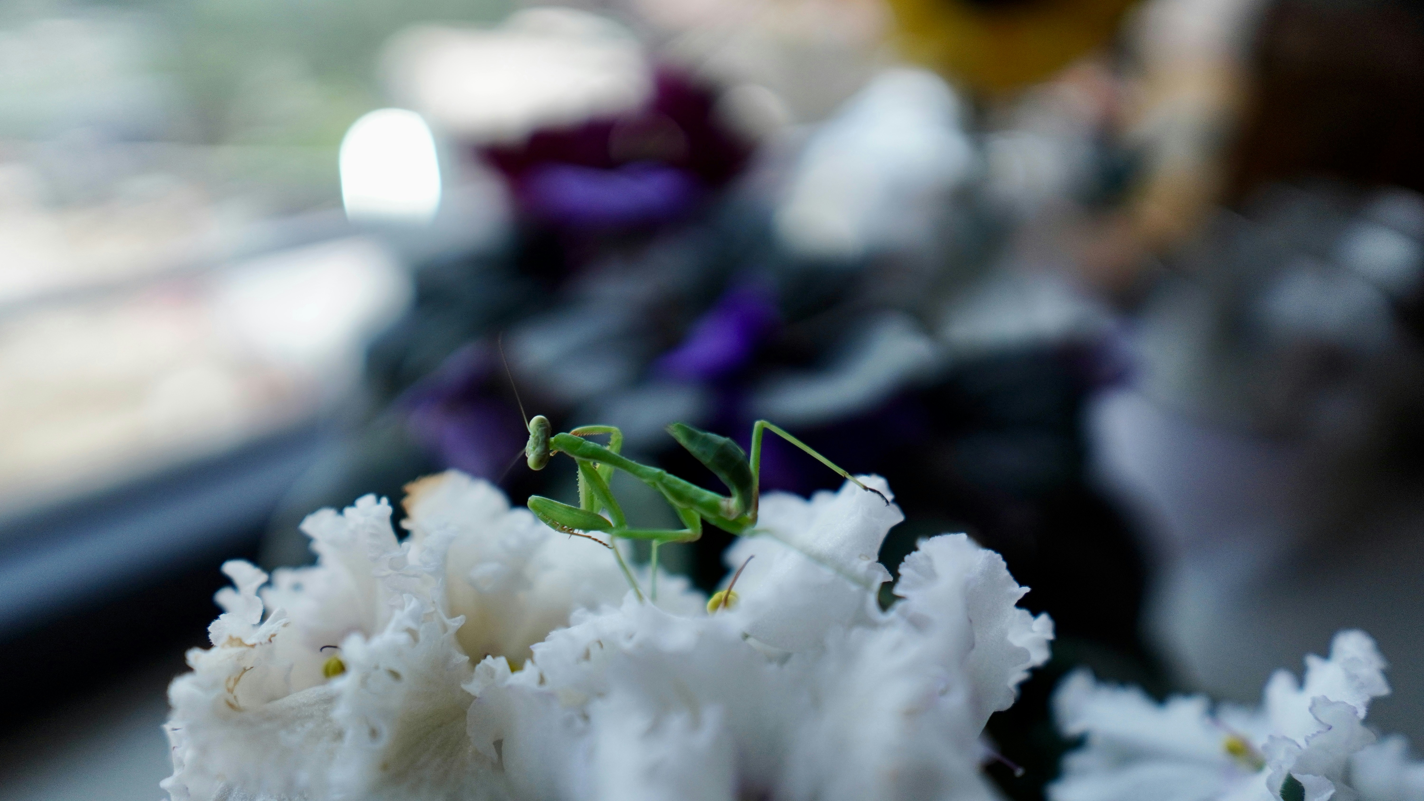 Close-up of white, frilly blossoms with a shallow depth of field, the urban interior silhouette blurred in the background; a logo-like floral arrangement foregrounds the scene.