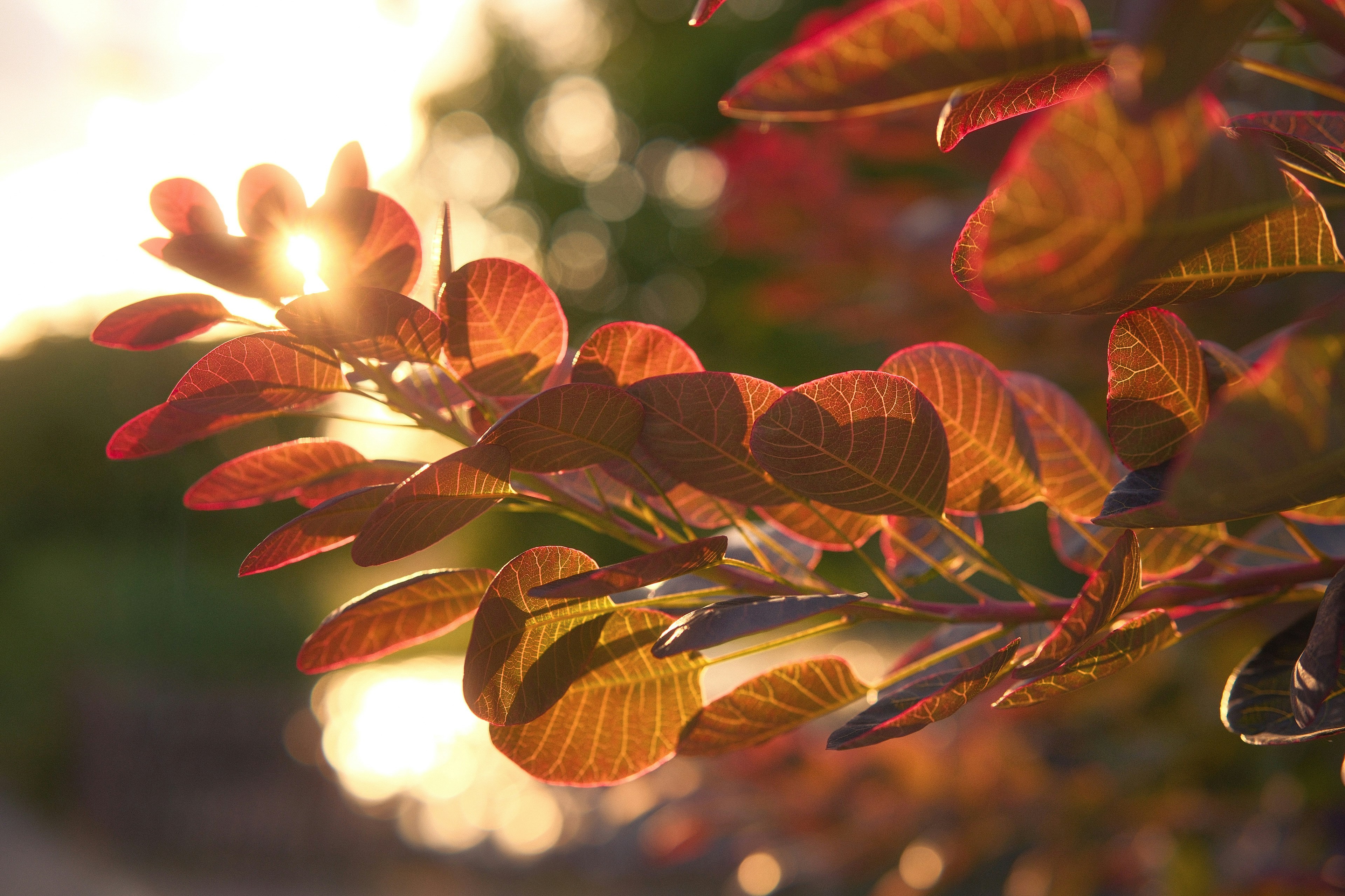 Autumn Light on a Leaf Snapshot