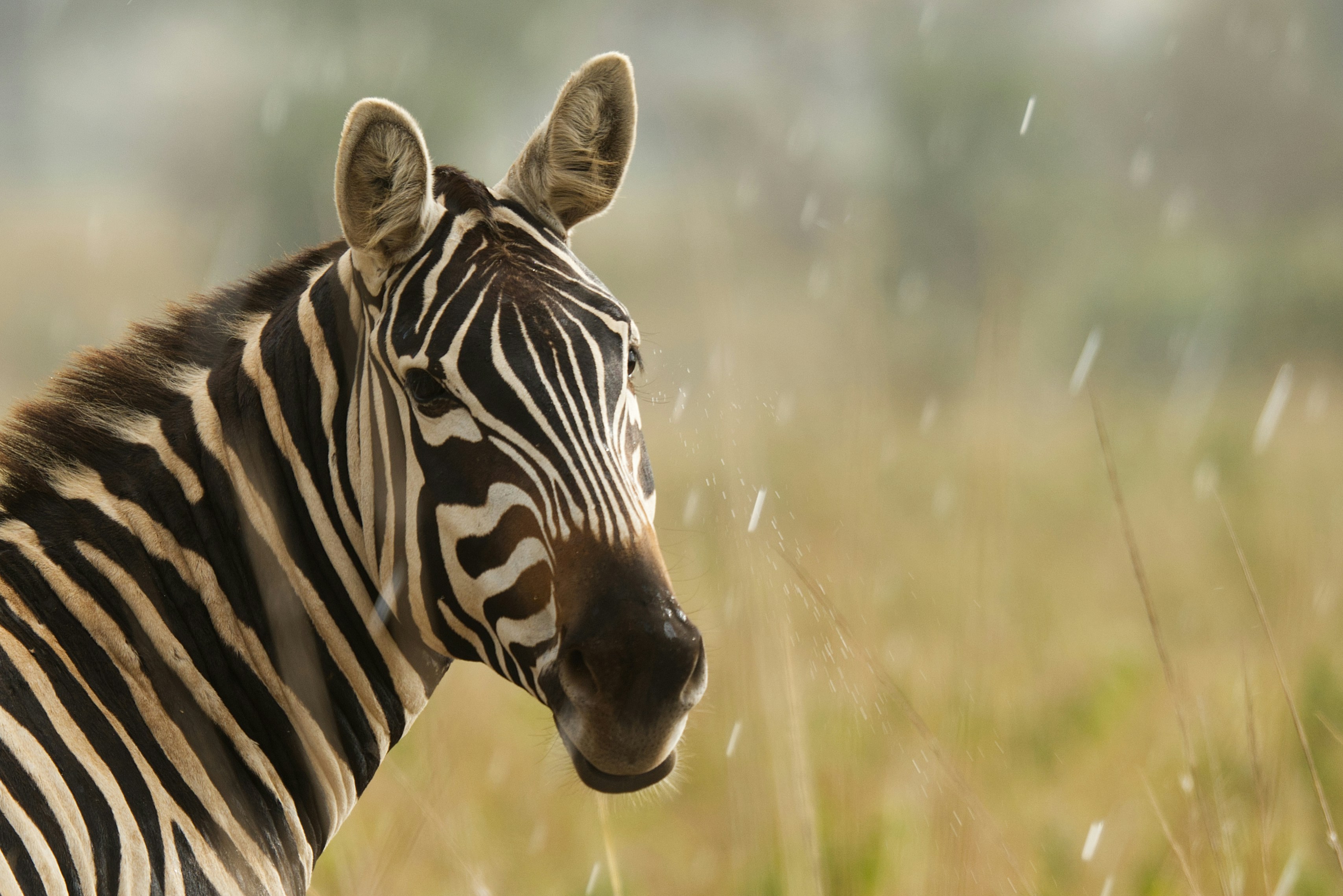 Zebra in Soft Rain: Stripes and Silence