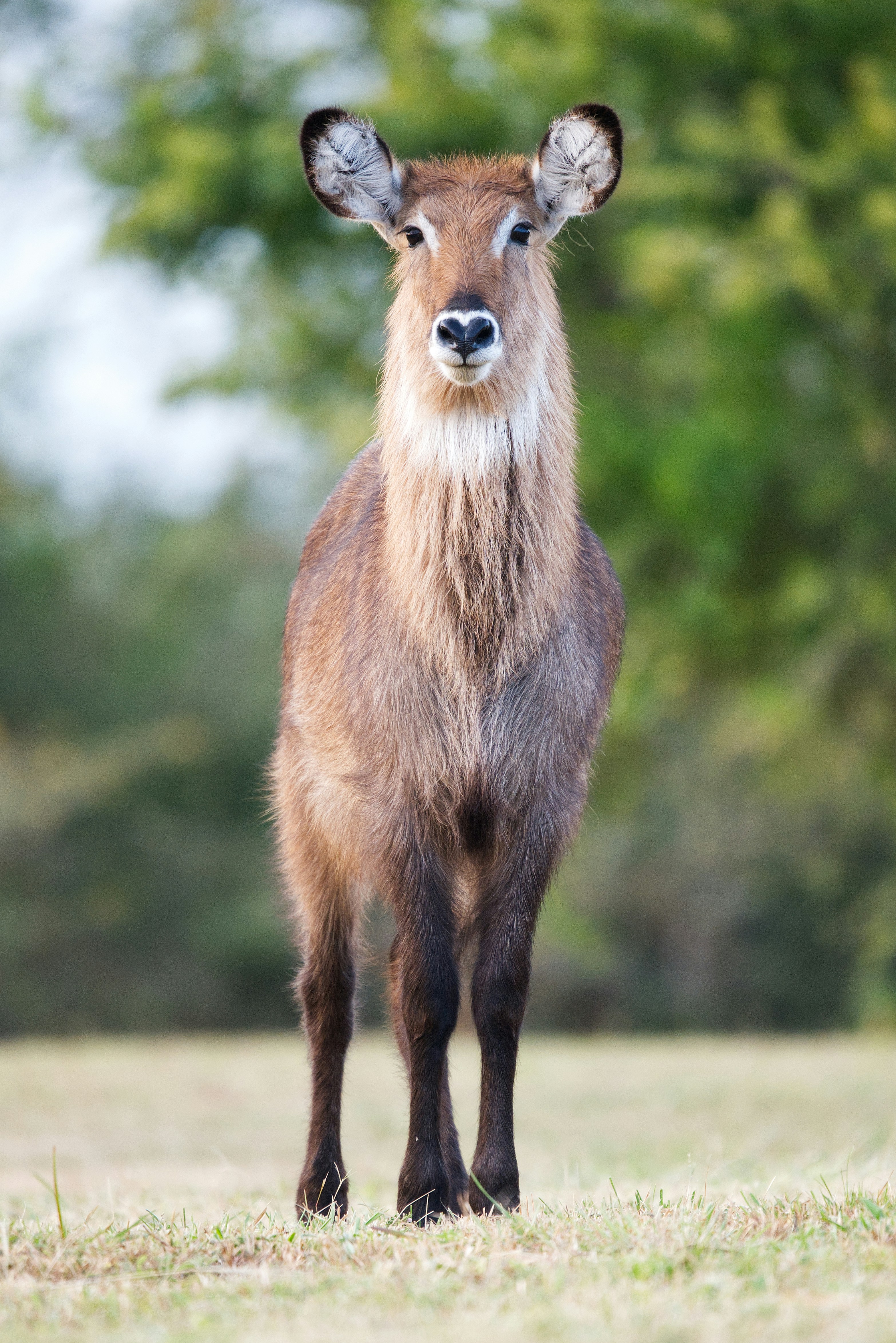 Stare Down the Meadow: A Curiously Upright Antelope in Focus