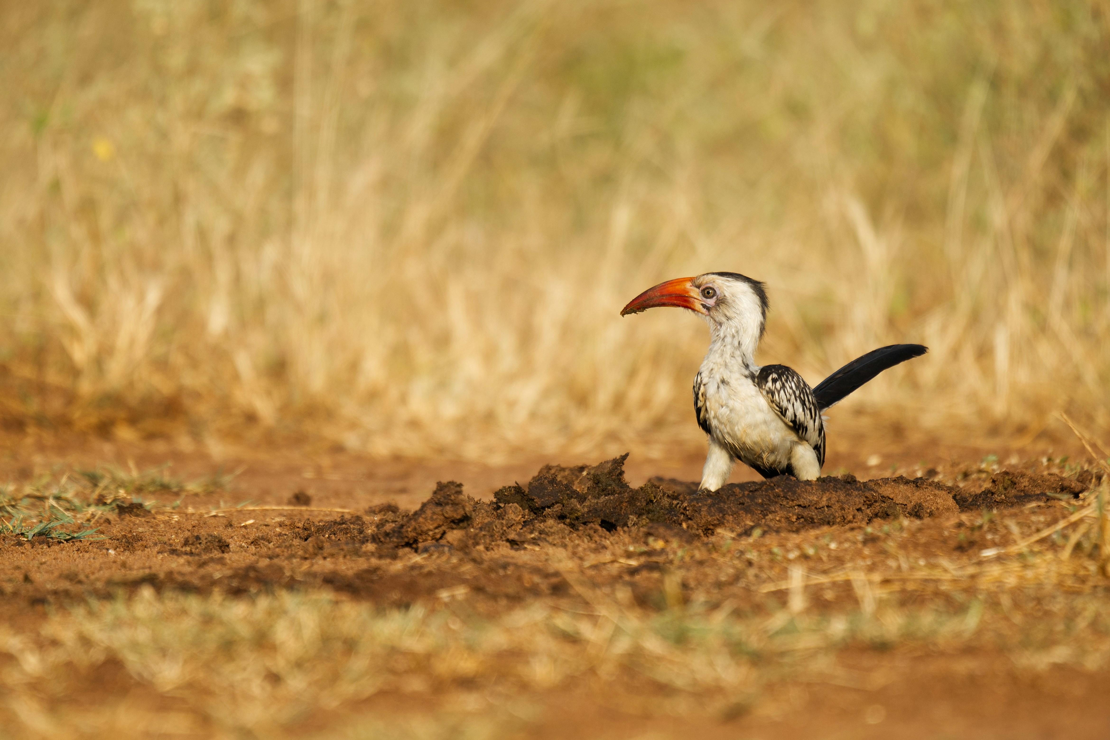 Red-billed Wader Stance: A Grounded Moment in Warm Grass