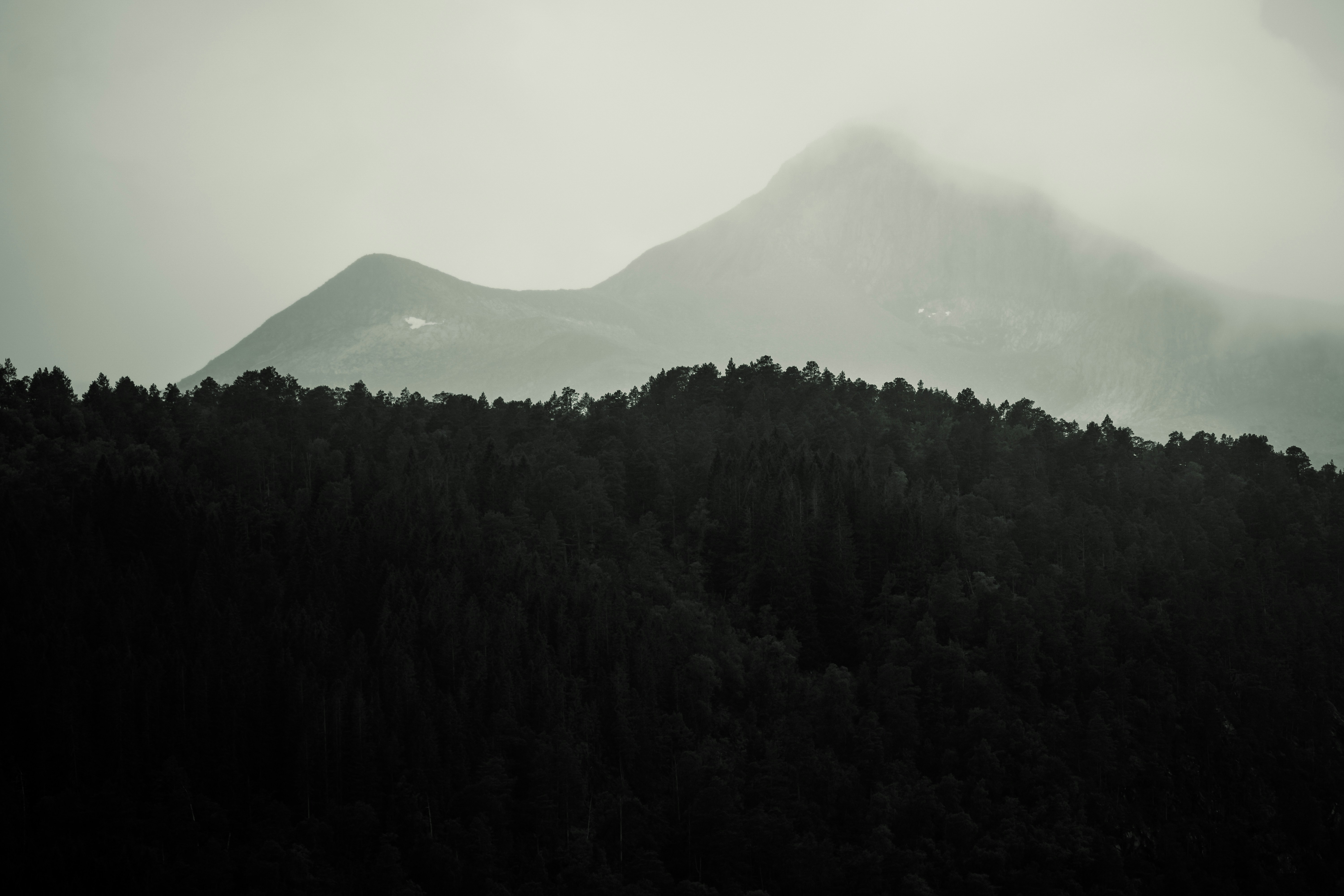 Misty Ridge: Quiet Summit Behind a Forest