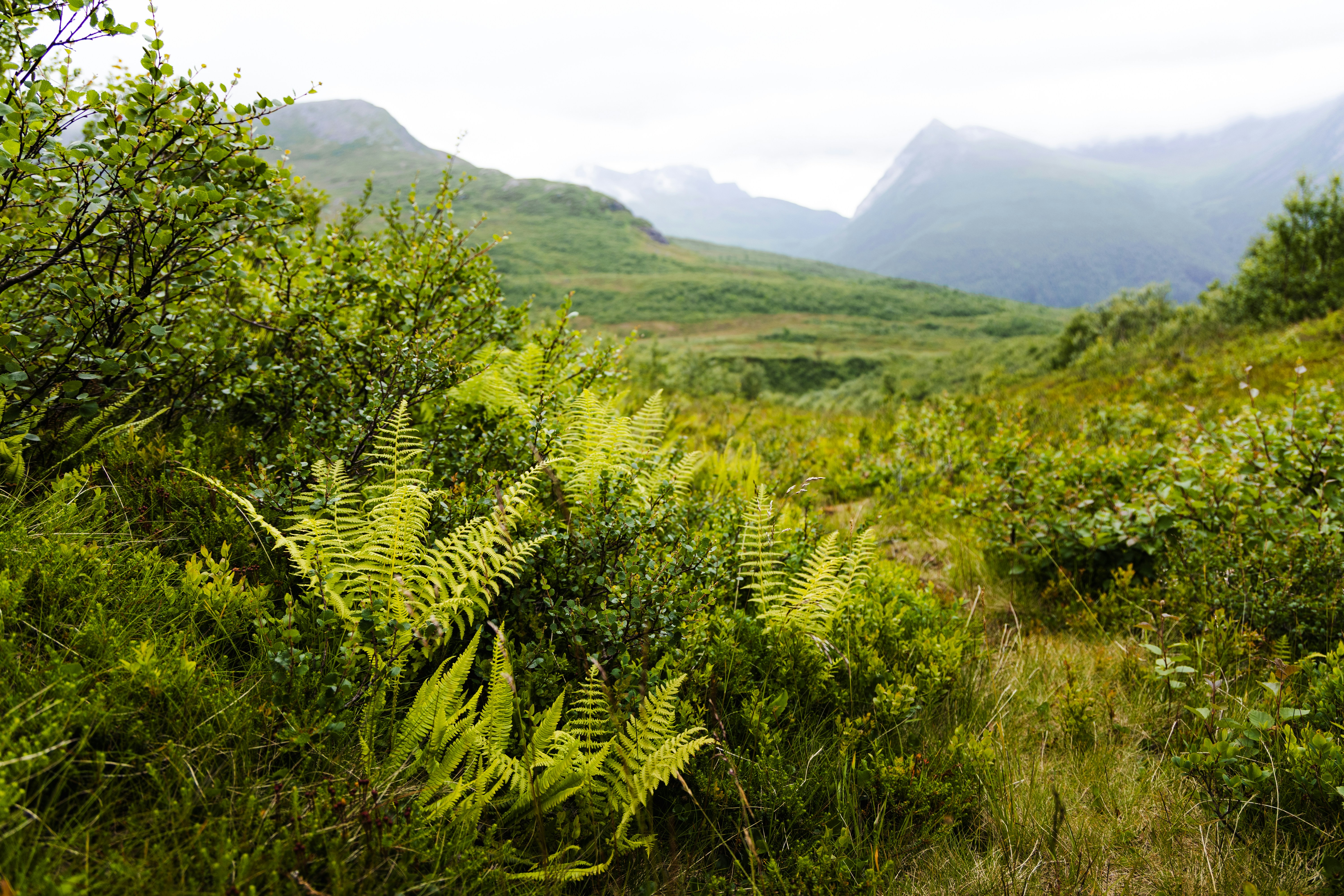 Emerald Ridge: Ferns and rolling hills beneath distant mist