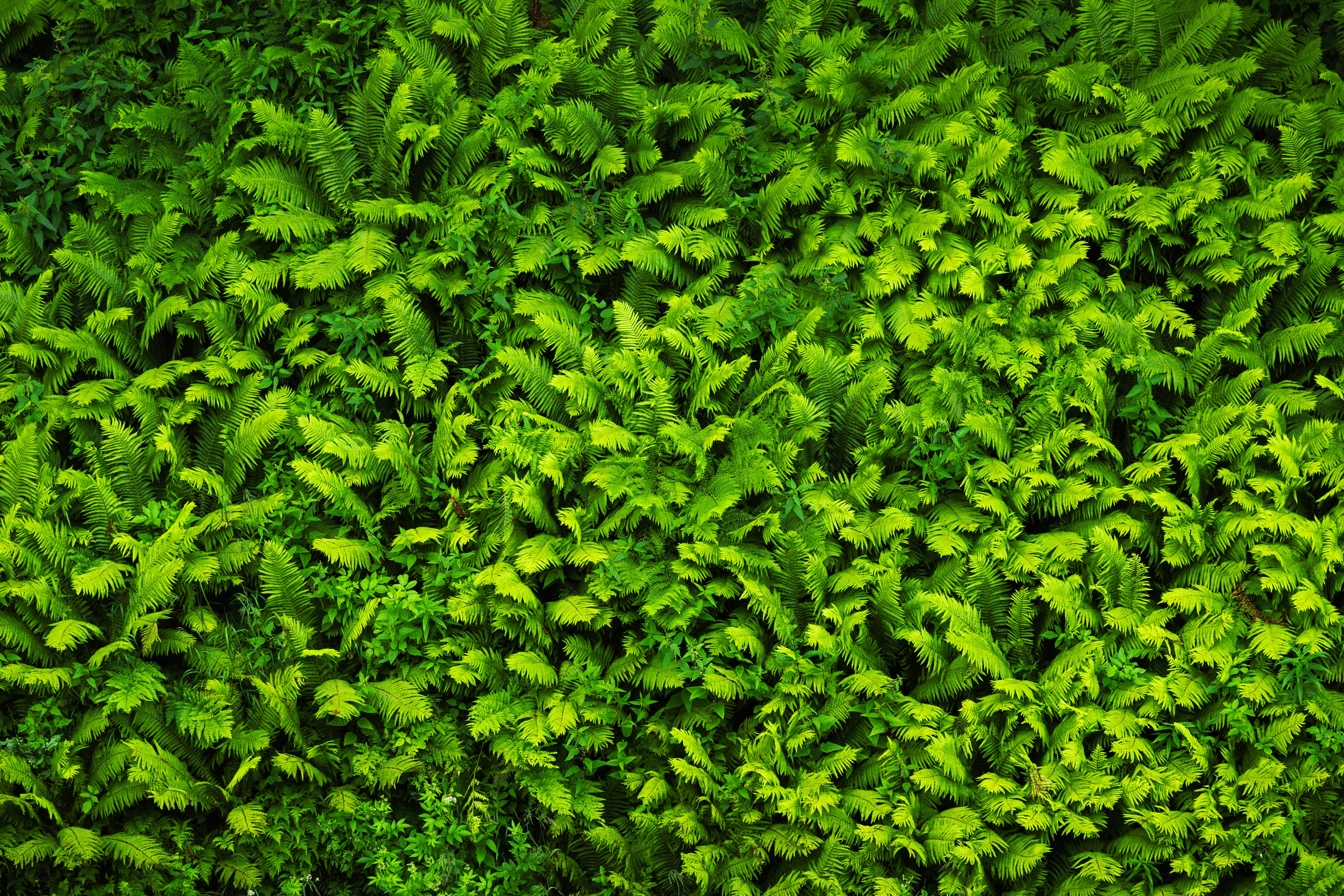 Emerald Fern Carved Carpet: A Cyan of Fronds