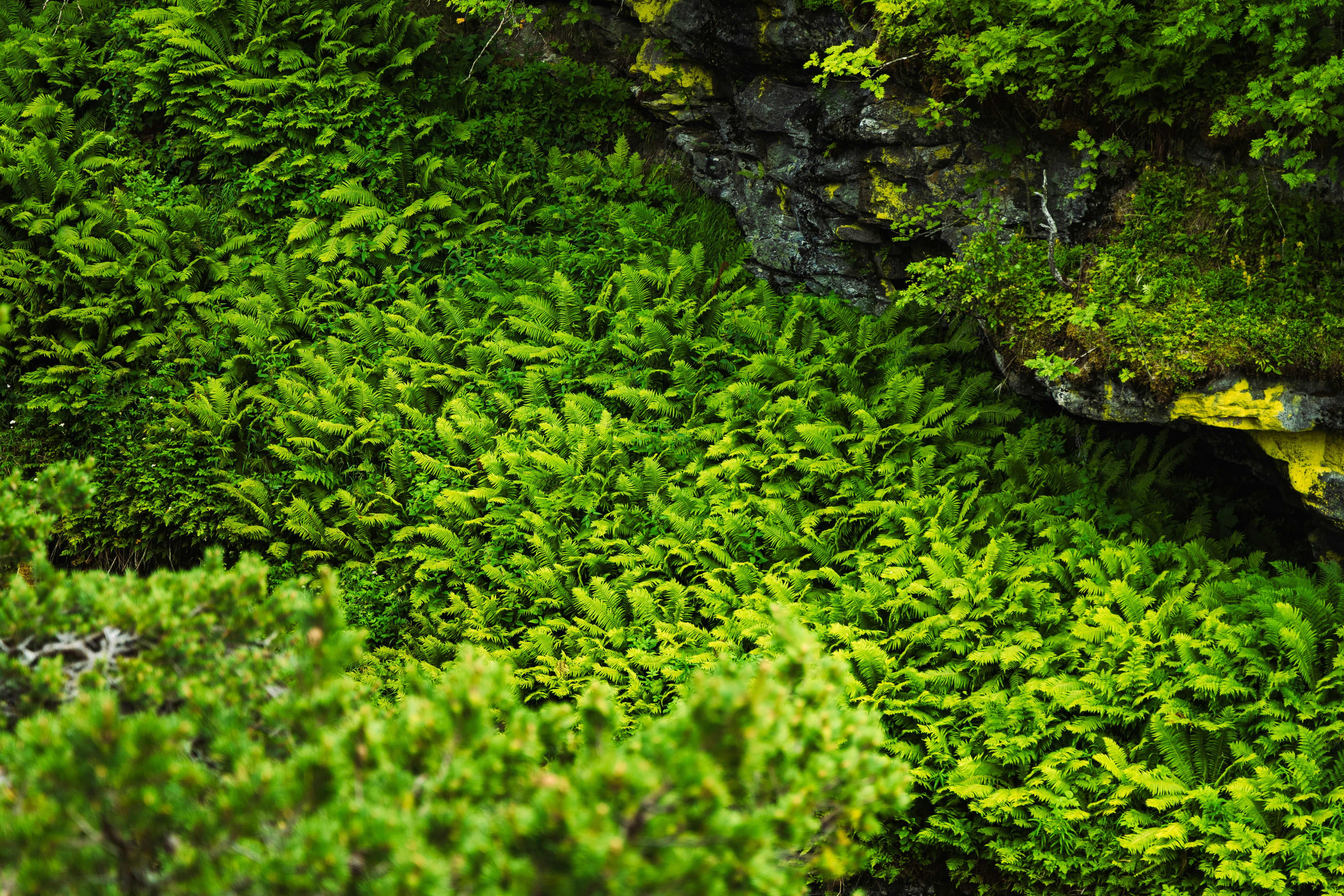 Verdant Cliff: Sunlit Moss and Ferns Clinging to Rock