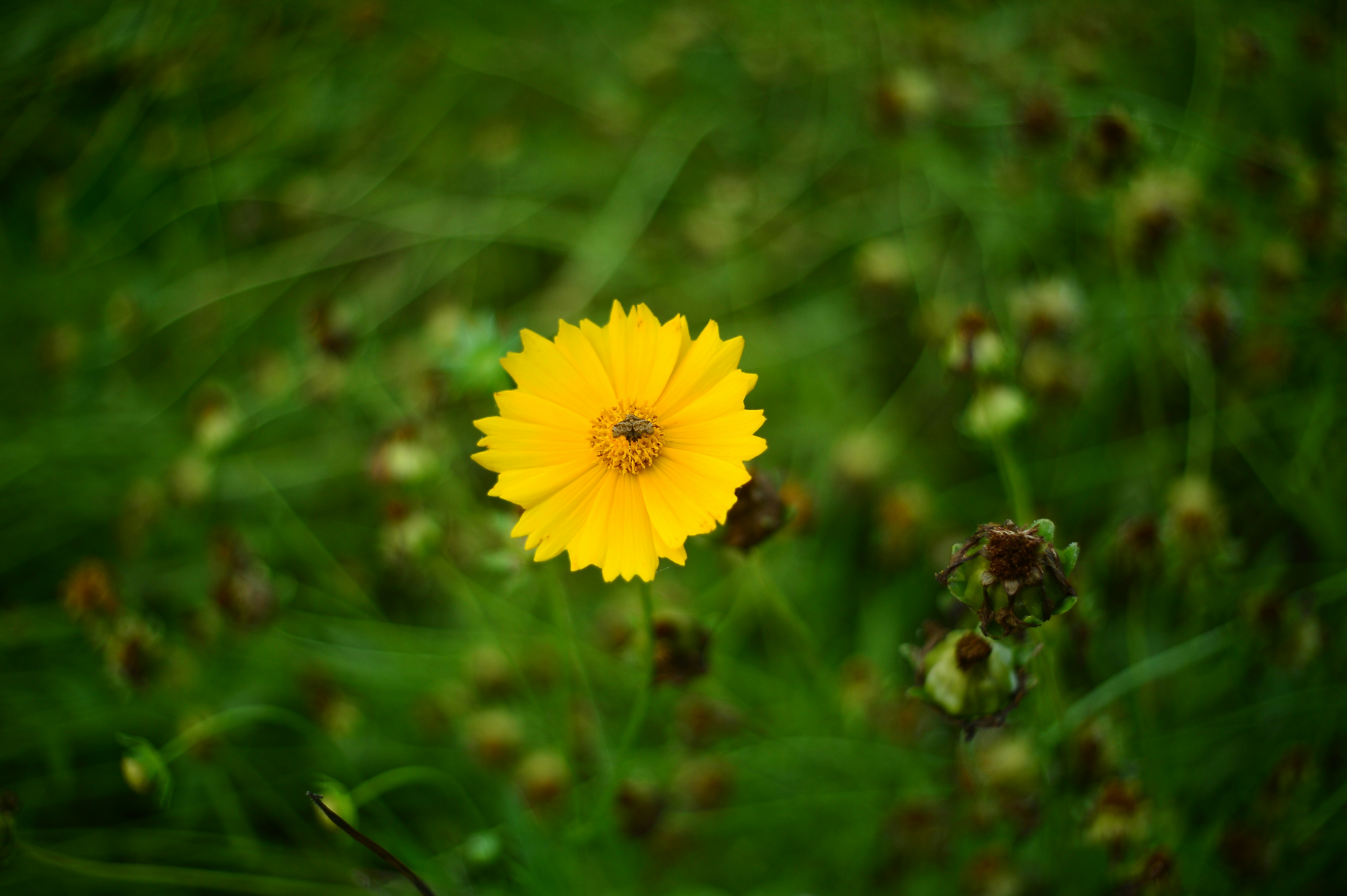 Bright yellow flower stands out against a soft green meadow, with surrounding seed heads and blades creating a dreamy blur.