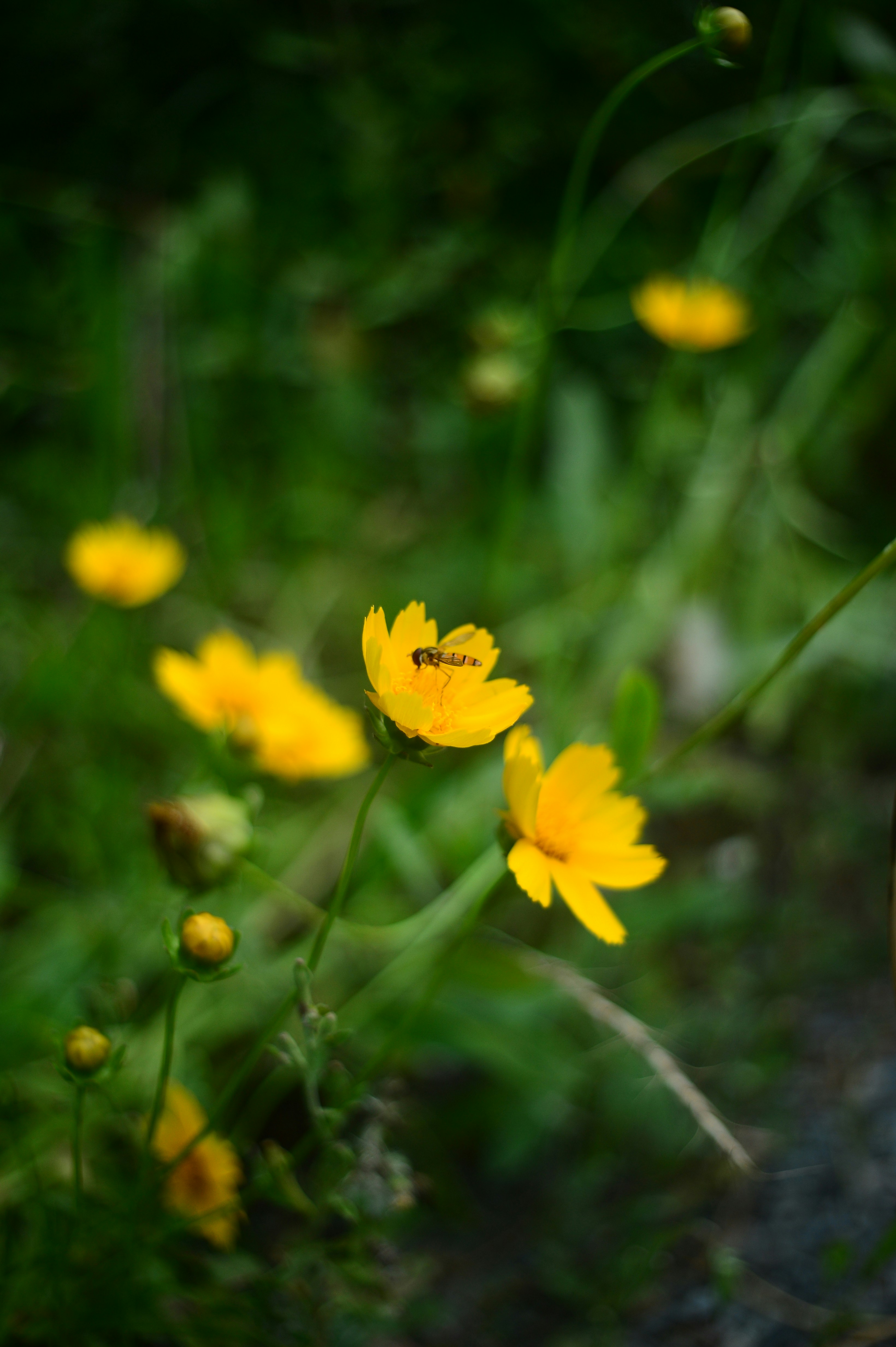 Bright yellow daisies weave through a green meadow while a tiny bee rests on the central bloom, softly blurred background emphasizing the subject.
