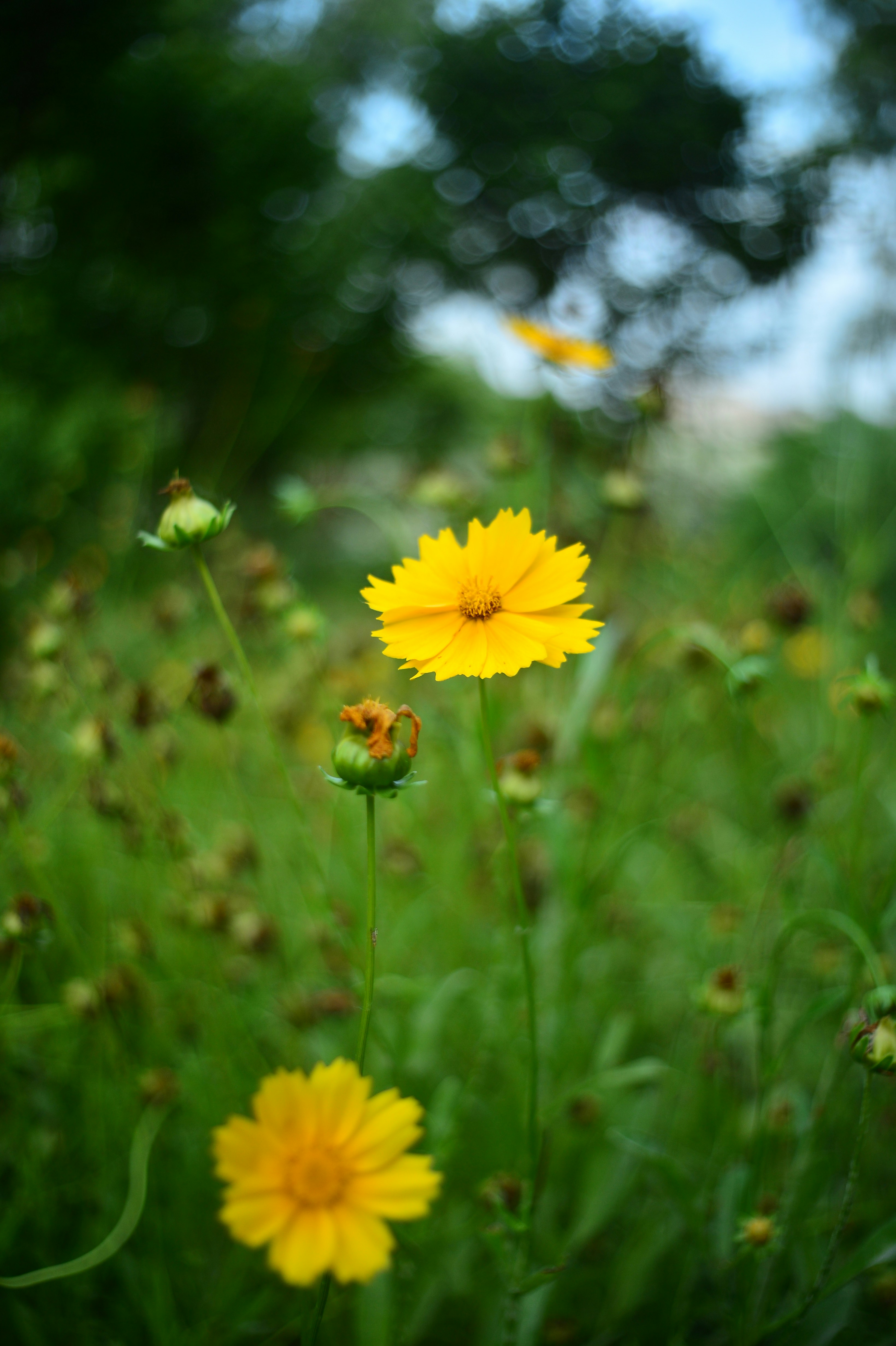 Bright yellow flower stands in a green meadow with a soft bokeh background; a few other blooms and seed heads peek through, creating depth and a sense of calm. (Nature photography) 