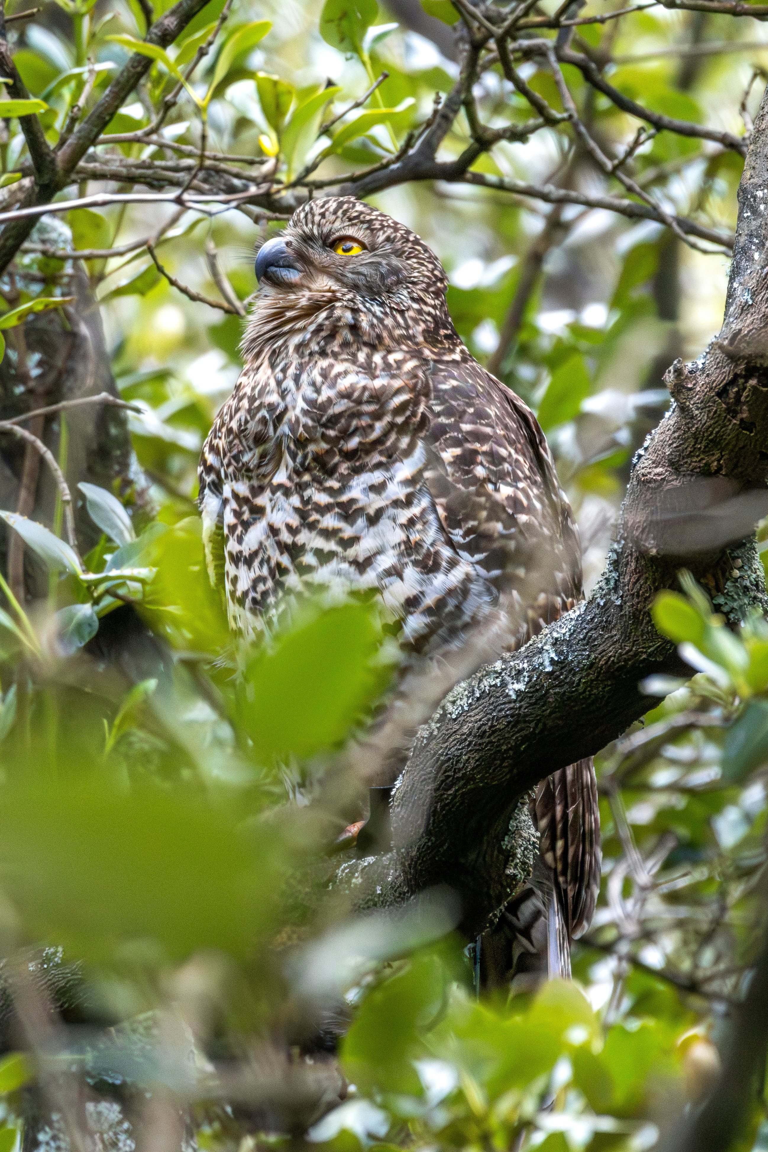 Powerful Owl resting quietly among the dense bushlands.