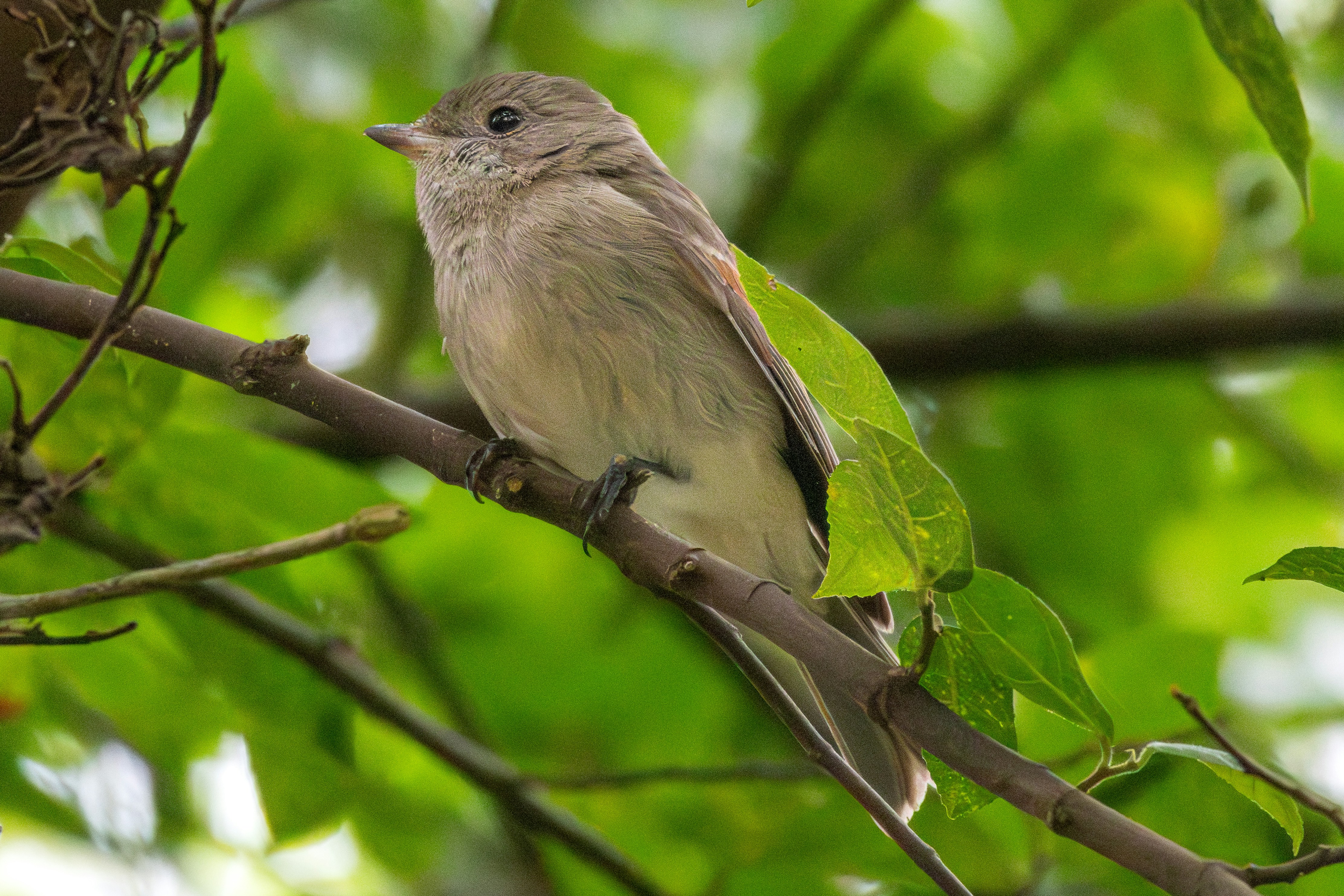 Perched Warbler in a Lush Green Canopy