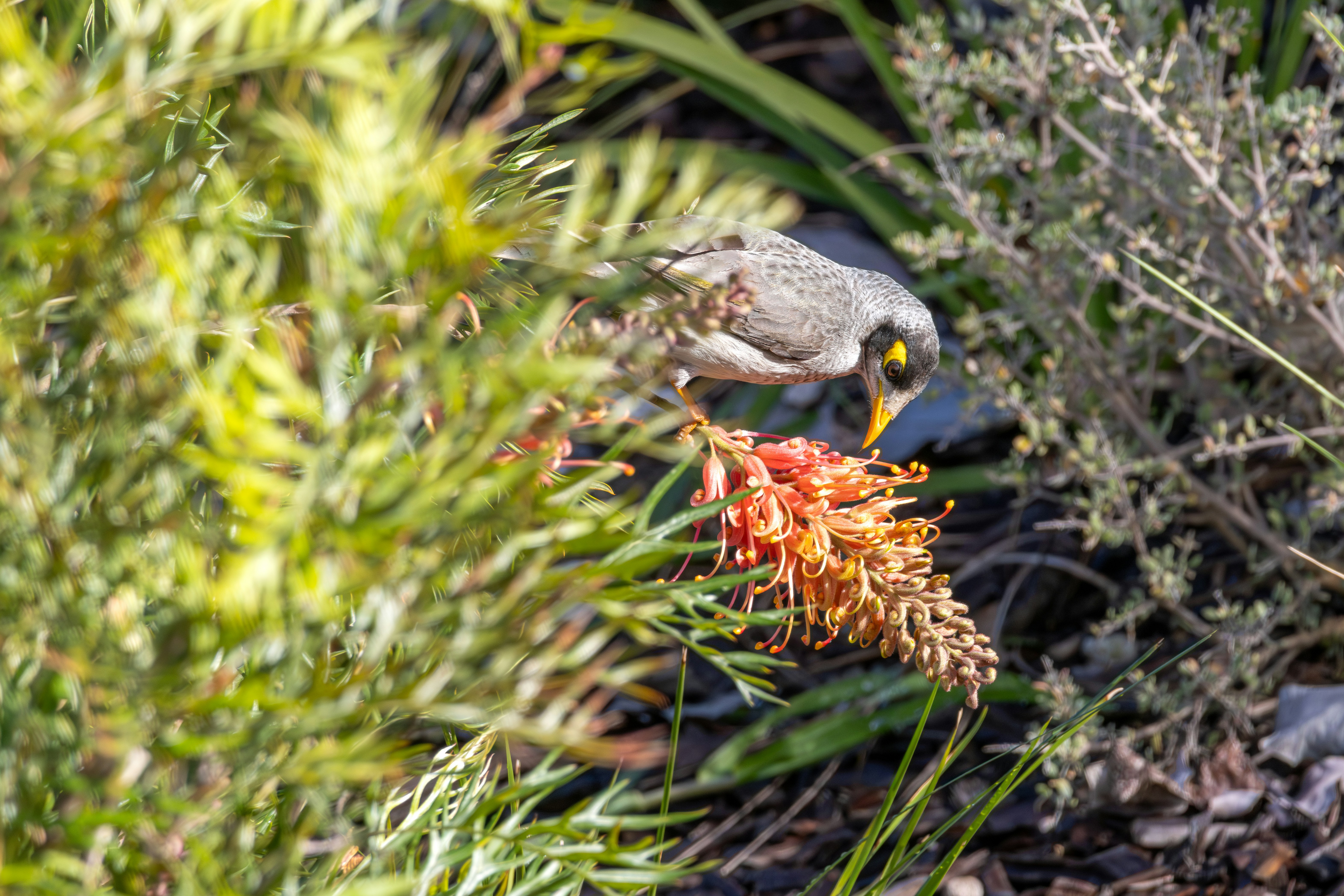 Beak-to-flower: a sunlit bird threads nectar amid garden foliage