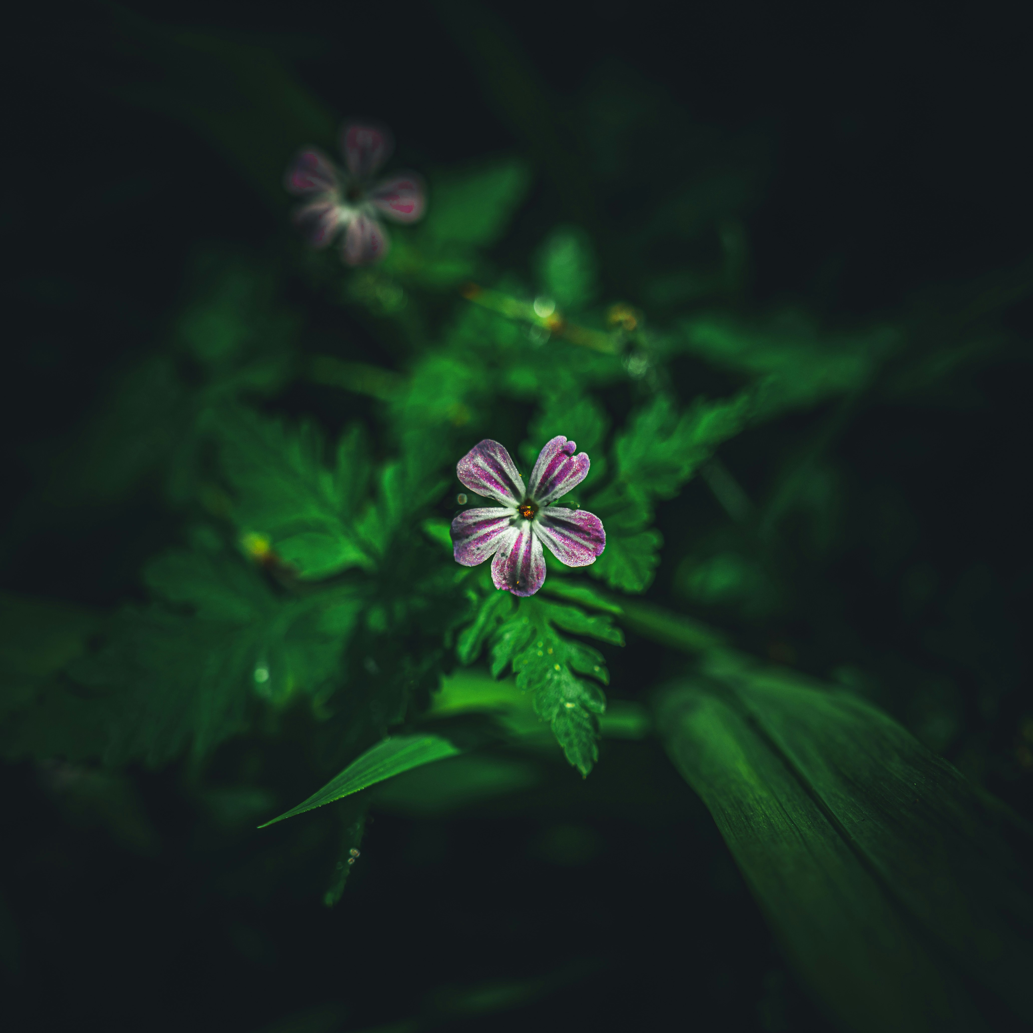 Midnight Bloom: A single pink-petaled flower in a shadowed rainforest