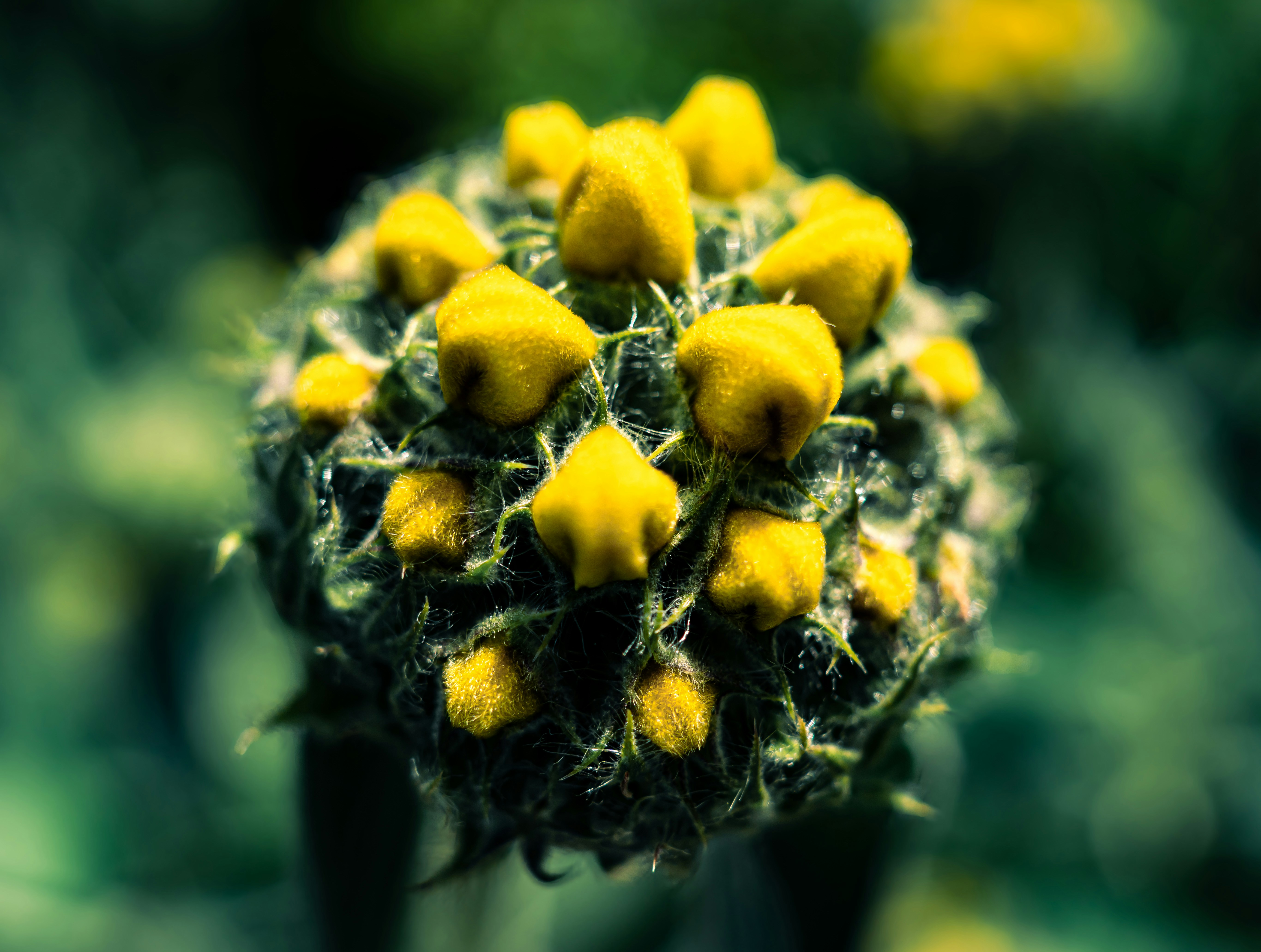 Yellow Buds on a Spiky Green Ball